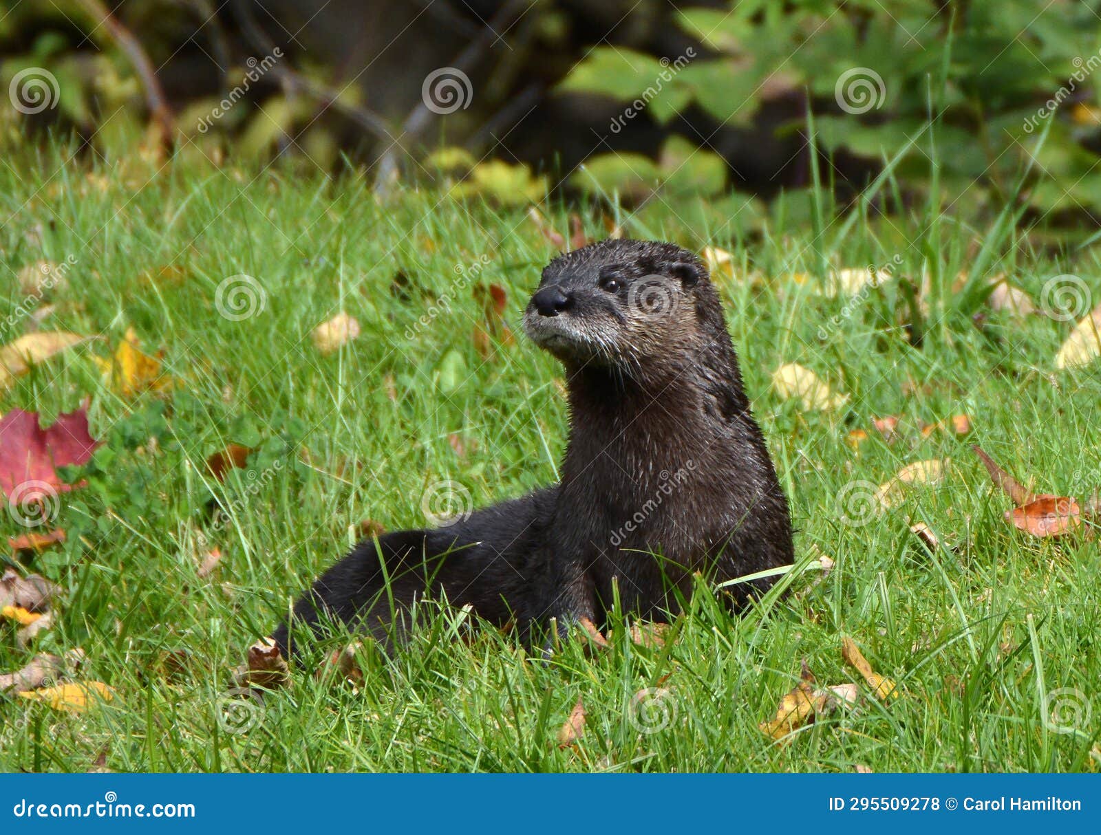 A North American River Otter on a River Bank Stock Photo - Image of ...