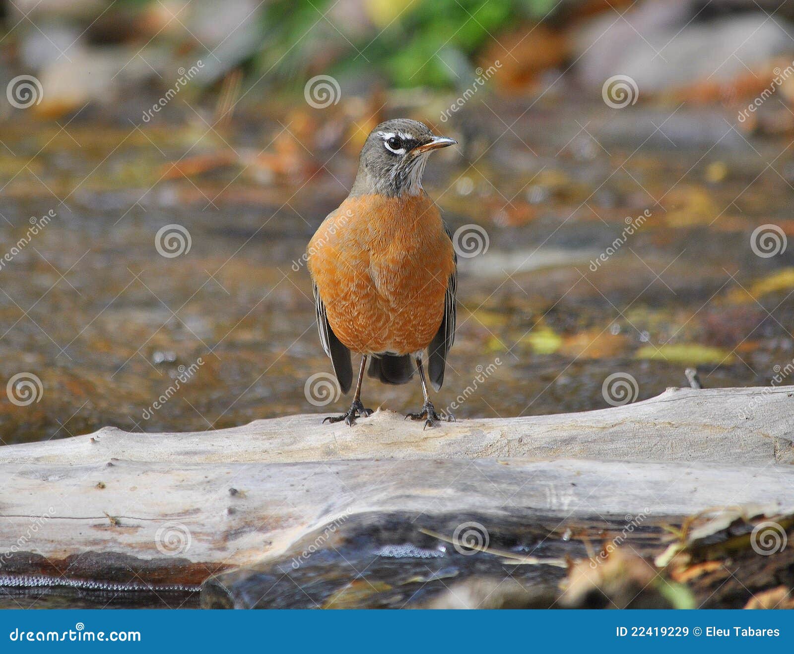 North American robin bird stock image. Image of outside - 22419229