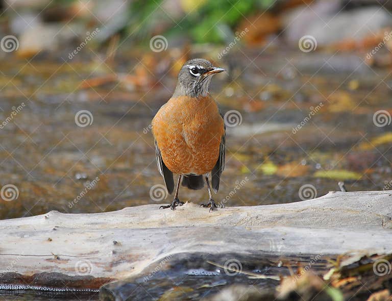 North American robin bird stock image. Image of outside - 22419229