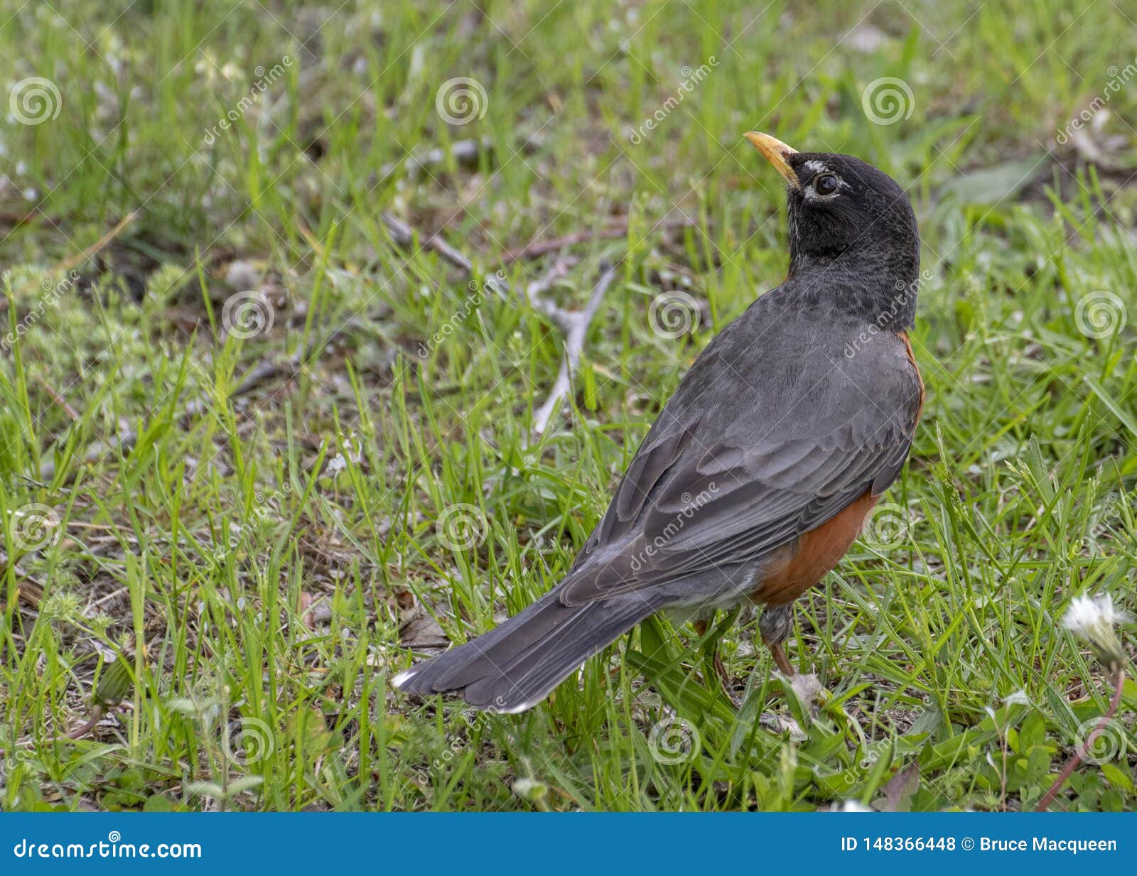 North American Robin stock photo. Image of robin, watching - 148366448