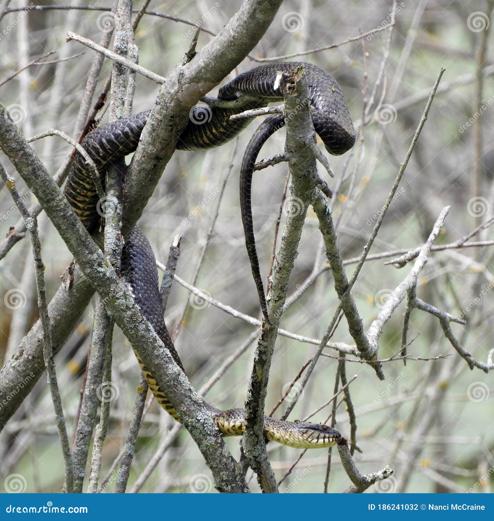 North American Water Snake Climbing Down Bush Branches Stock Photo ...