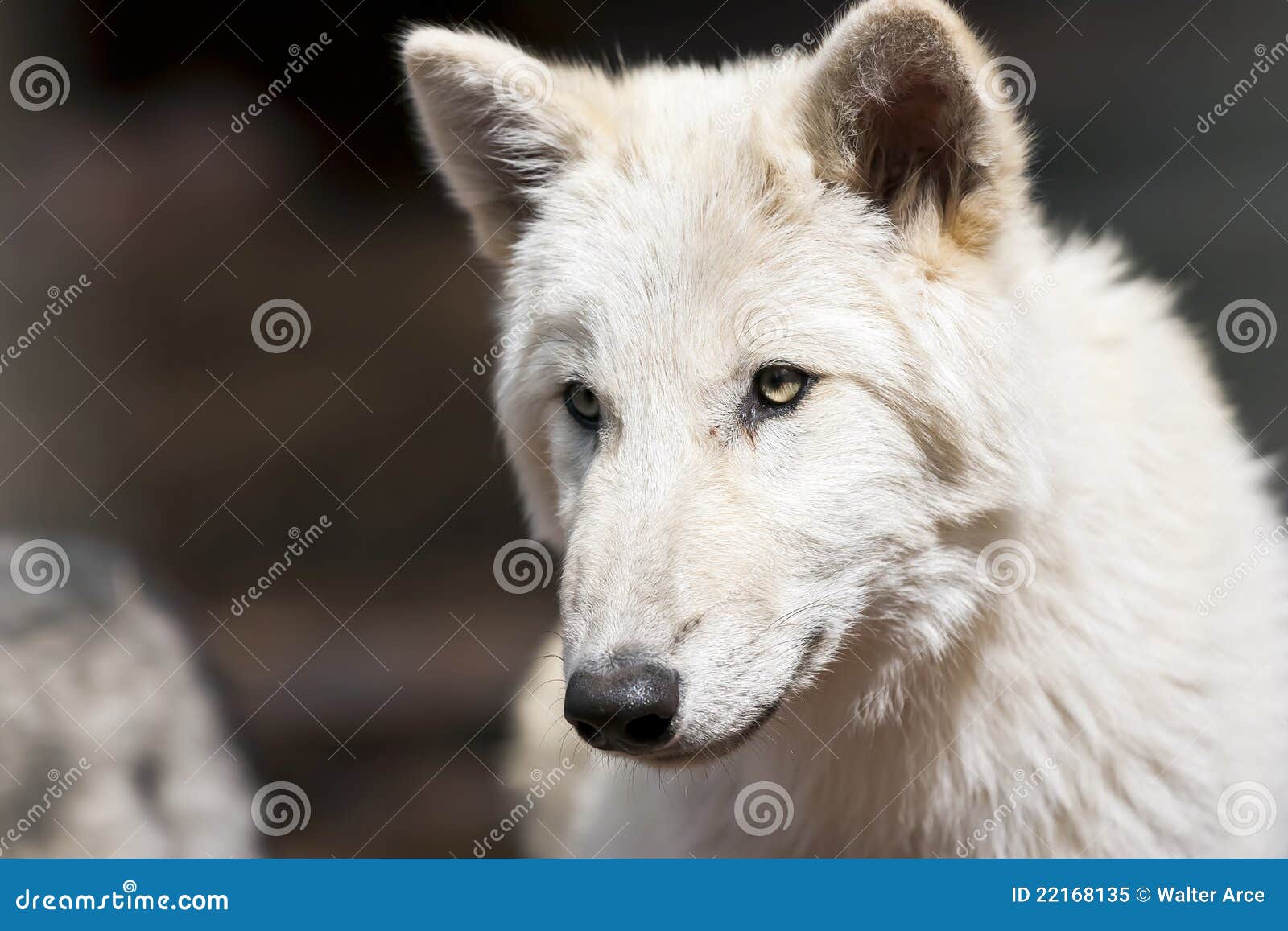 North American Wolf stock image. Image of mountains, creatures - 22168135