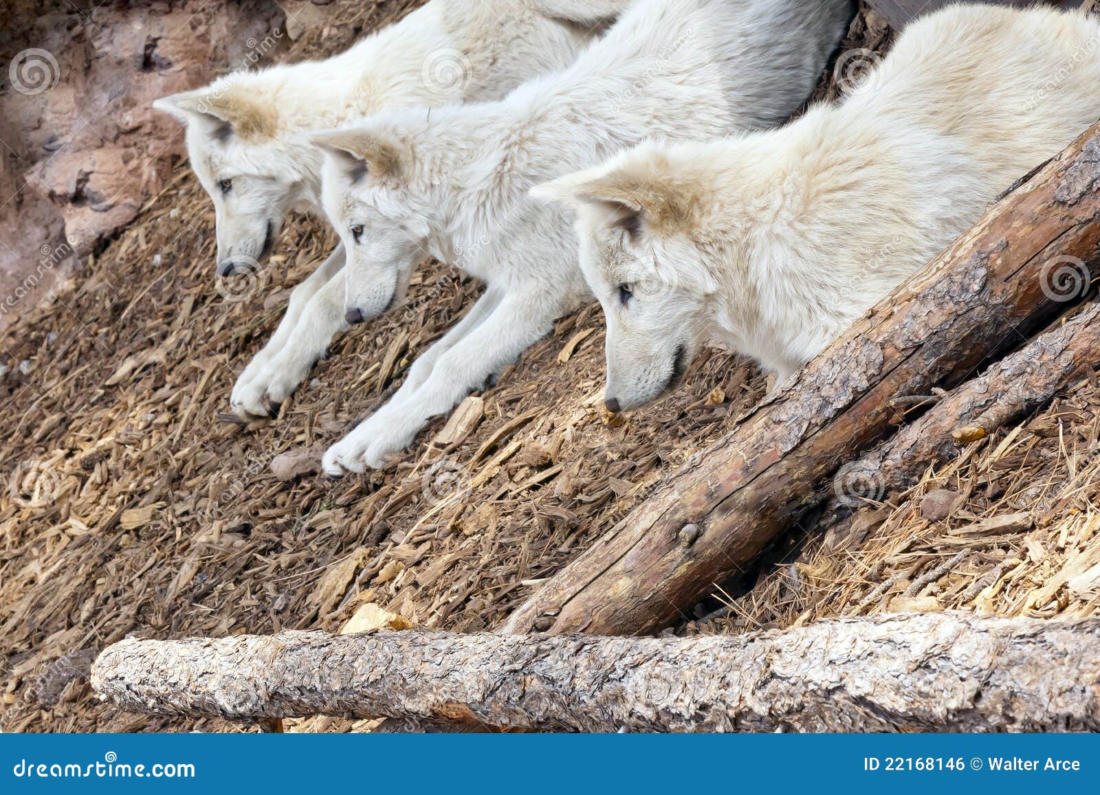 North American Wolf stock photo. Image of dogs, animals - 22168146