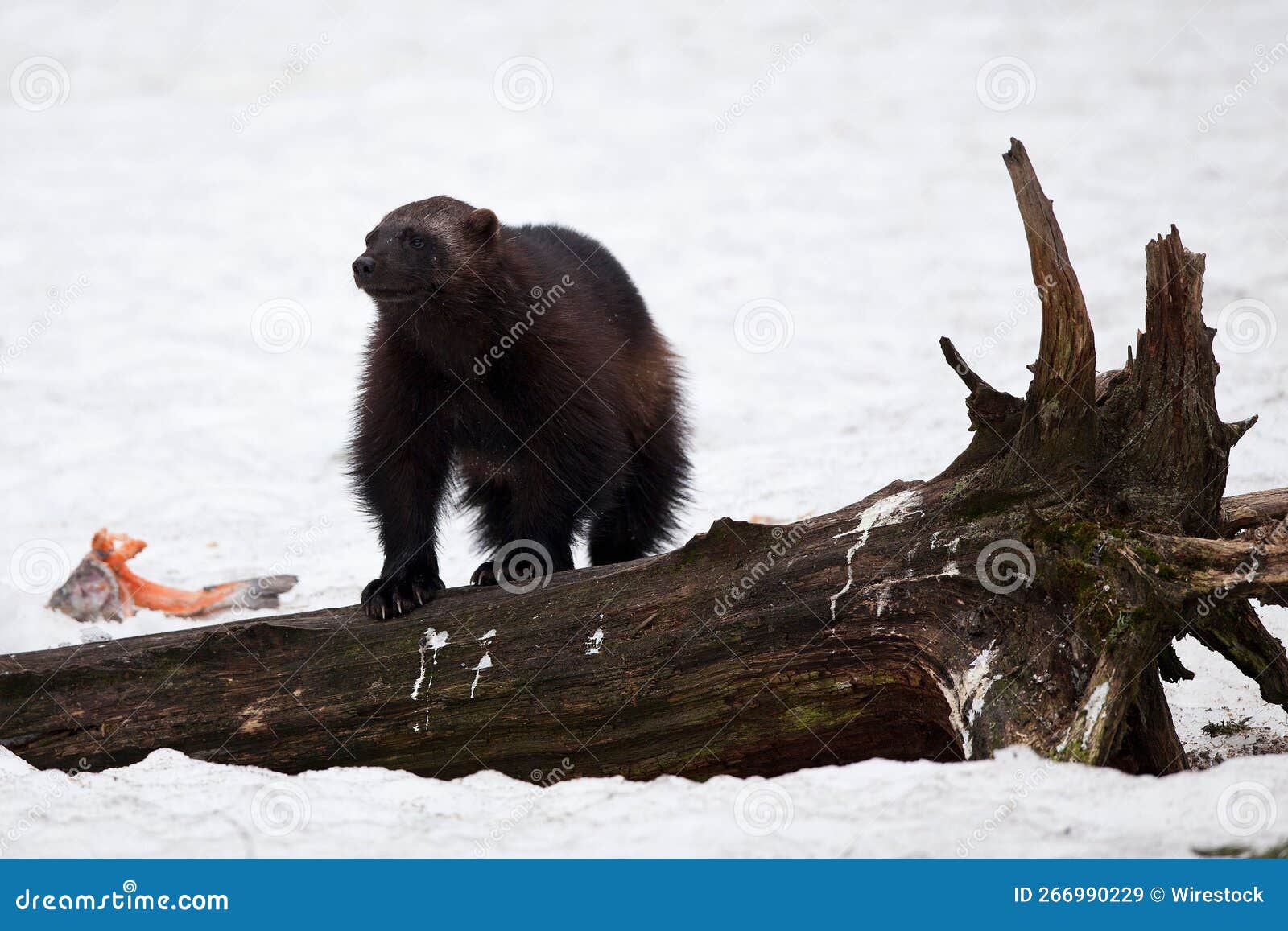 North American Wolverine, Gulo Gulo Luscus on the Wood Stock Image ...