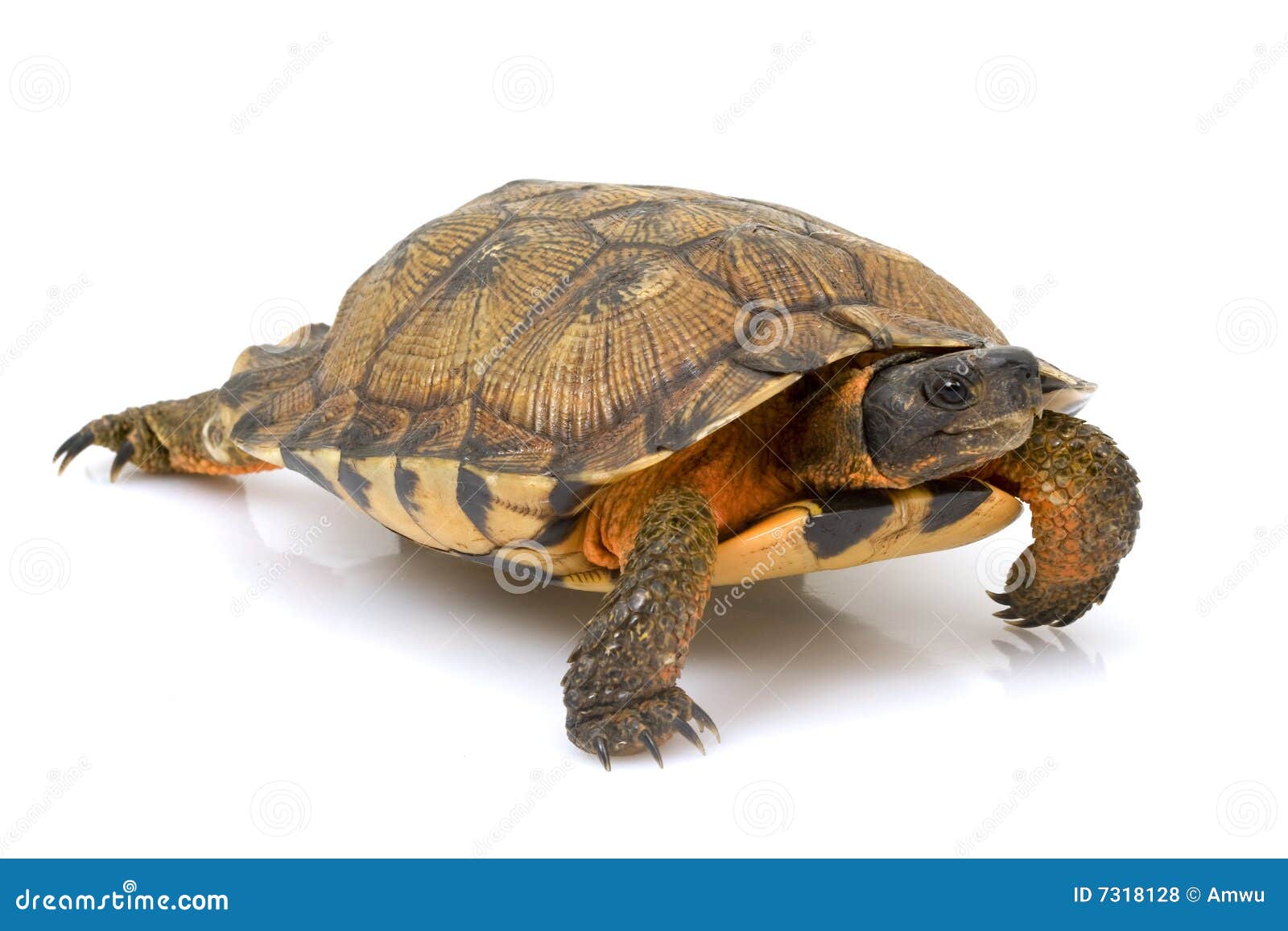 Wood Turtle Royalty-Free Stock Image | CartoonDealer.com #32989348