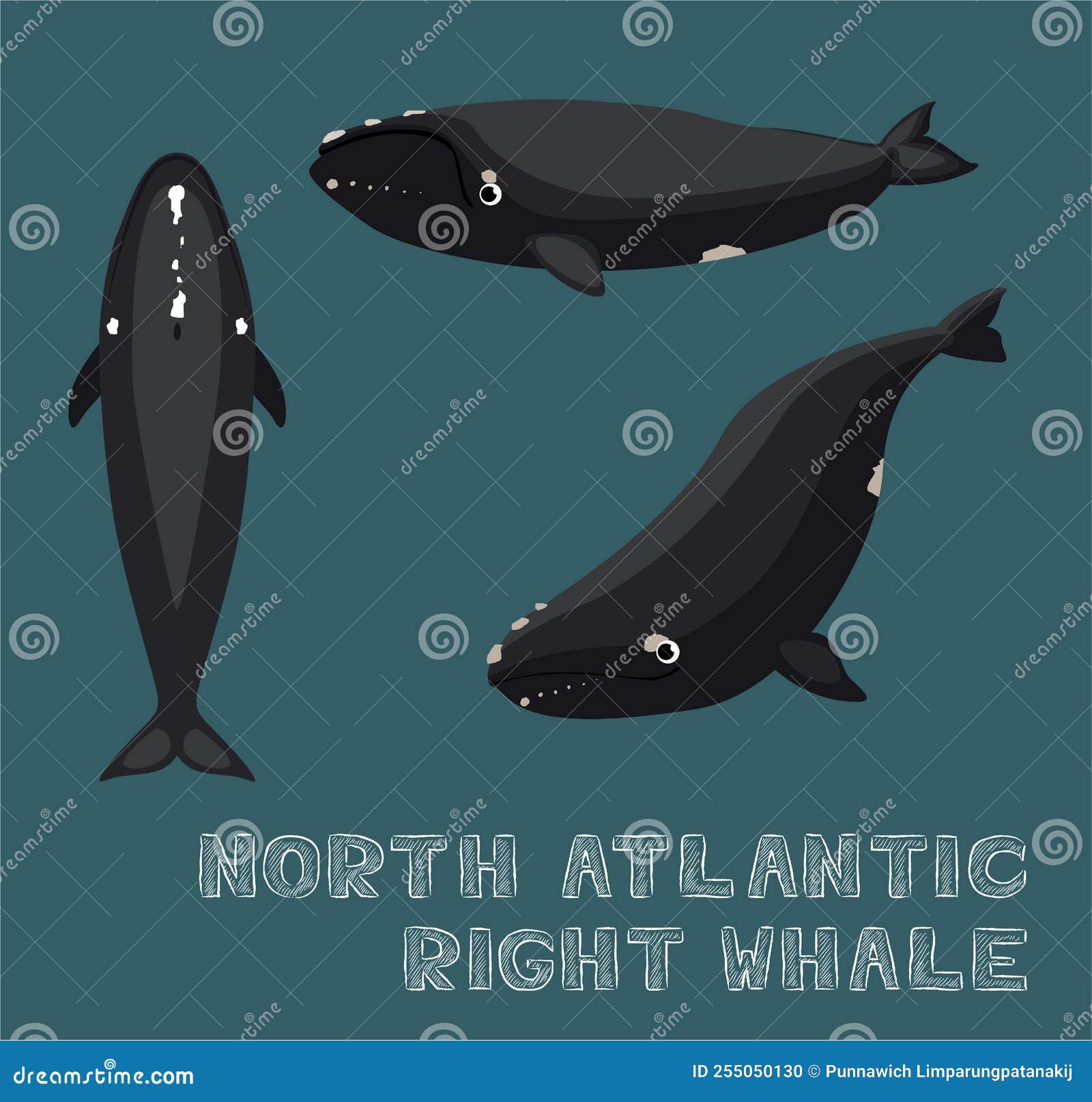 North Atlantic Right Whale Cartoon Vector Illustration Stock Vector ...