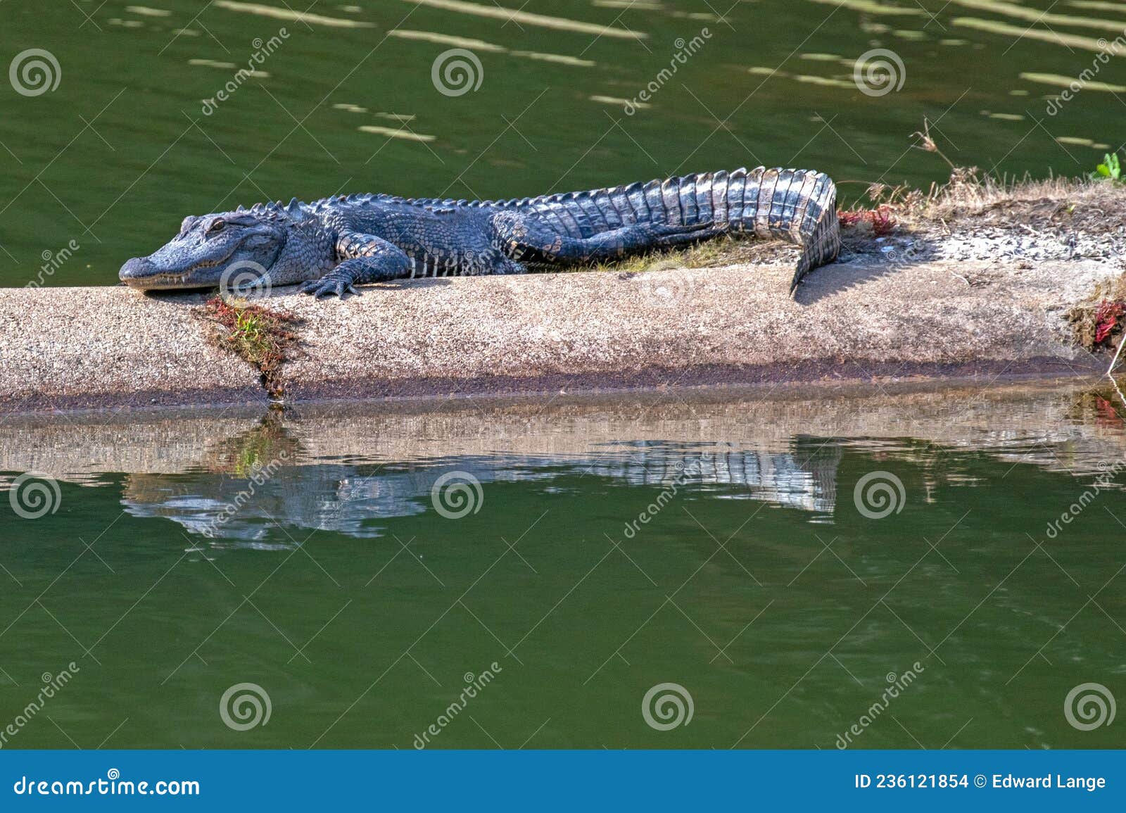 North Carolina alligator stock photo. Image of north - 236121854