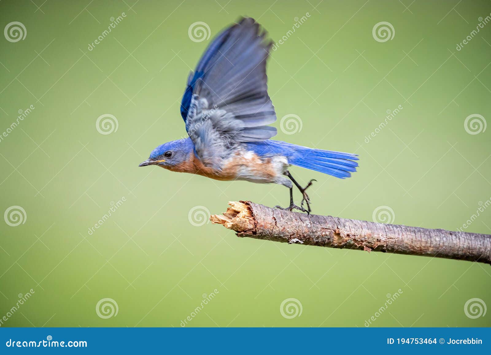 North Carolina Blue Bird Takes Flight Stock Photo - Image of flying ...