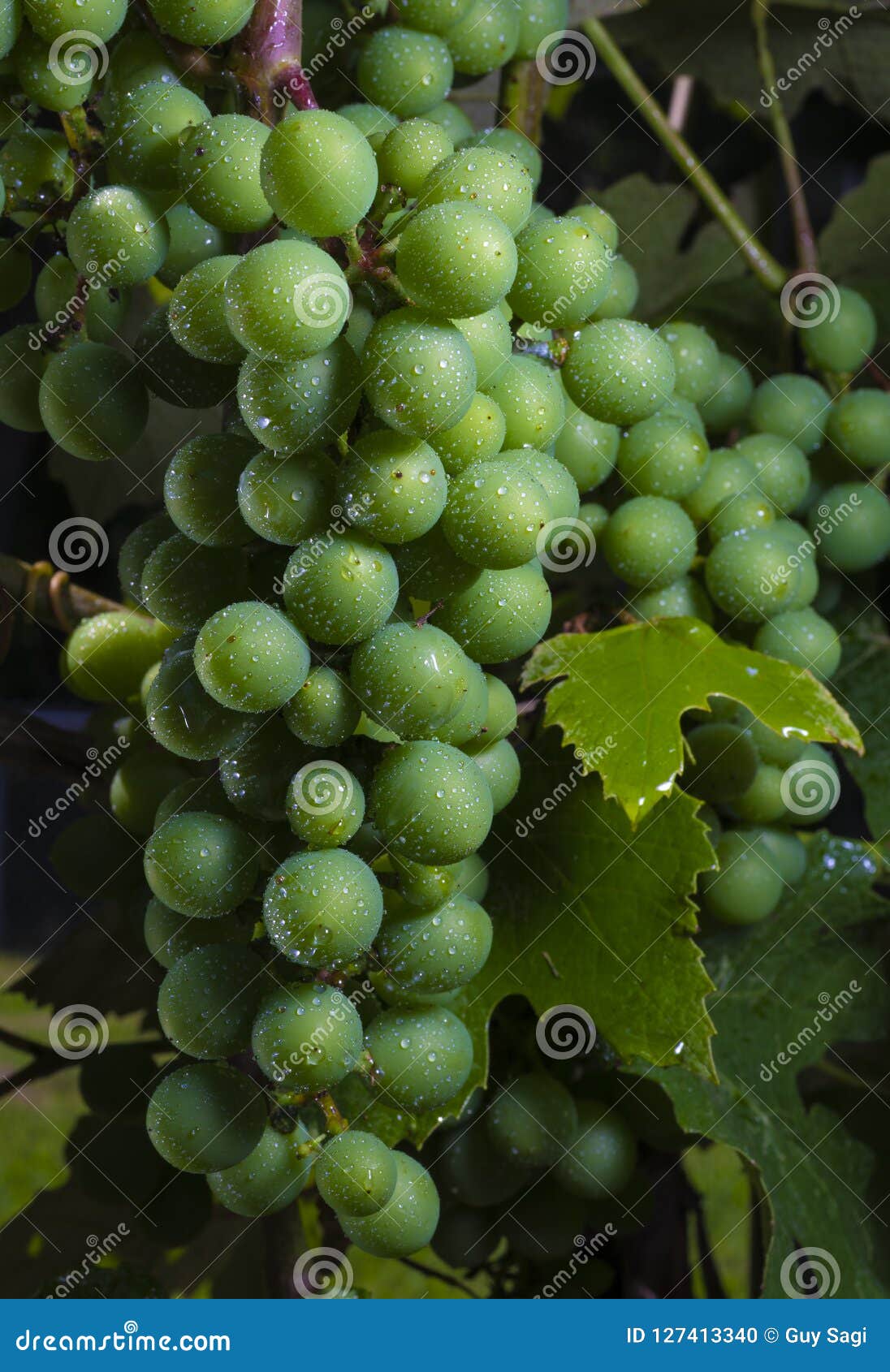 North Carolina Grapes after a Rain Stock Photo - Image of carolina ...