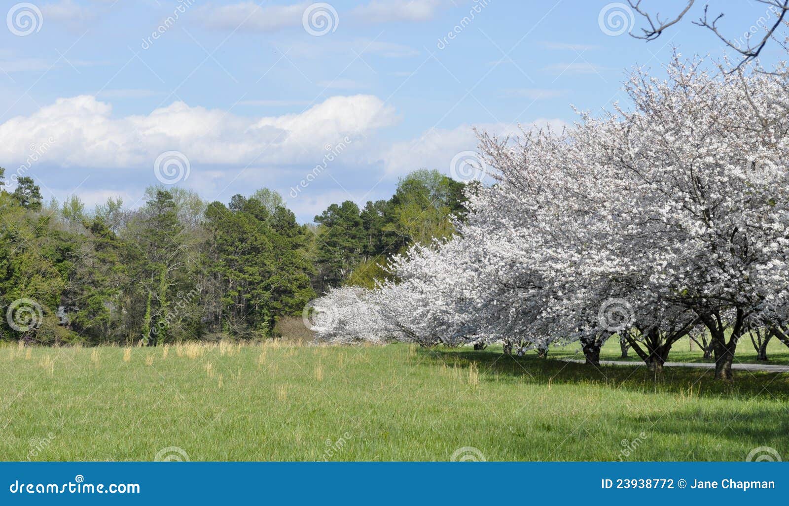 North Carolina Meadow with Cherry Trees Stock Photo - Image of ...