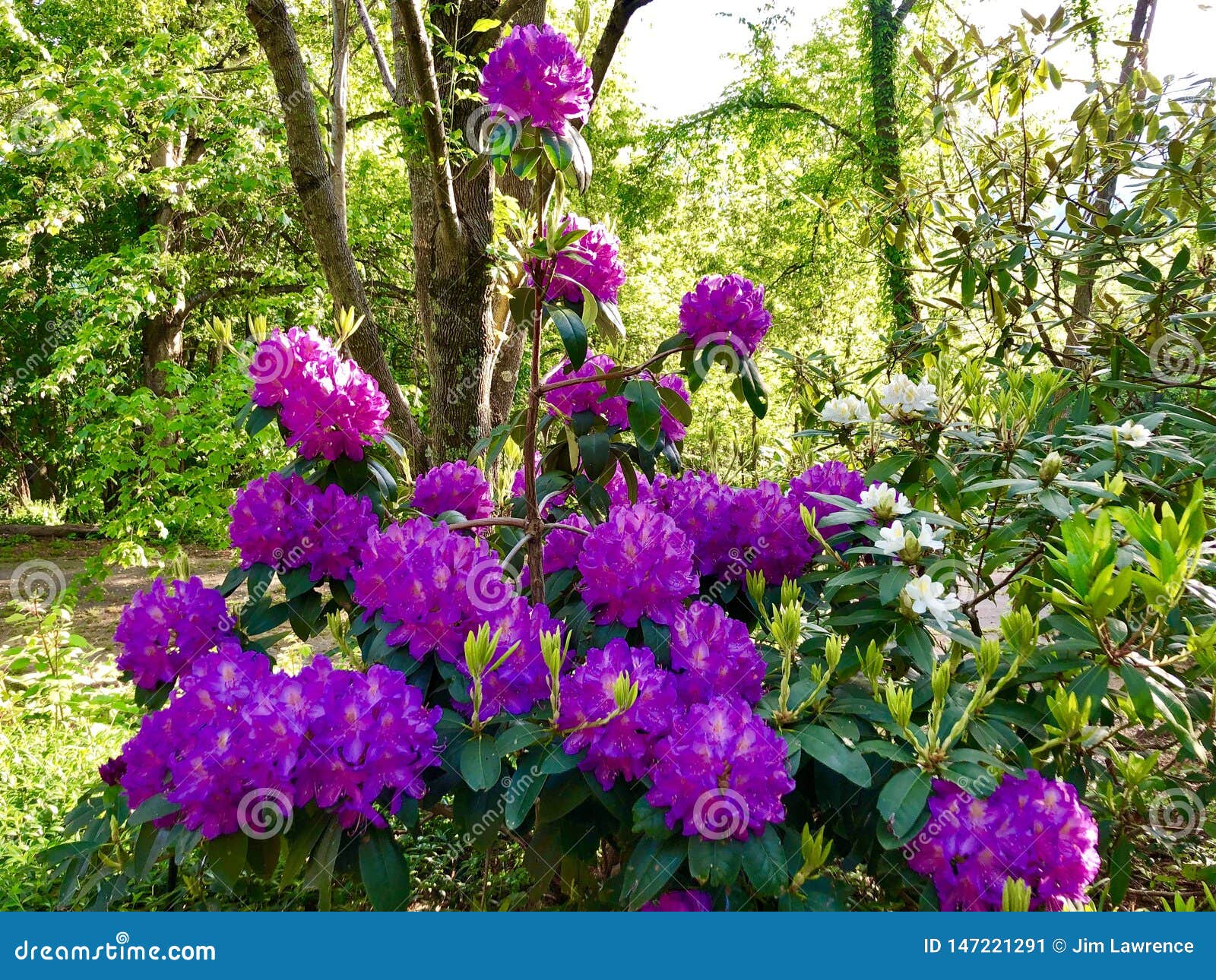 Spring Rhododendrons stock image. Image of bloom, carolina - 147221291