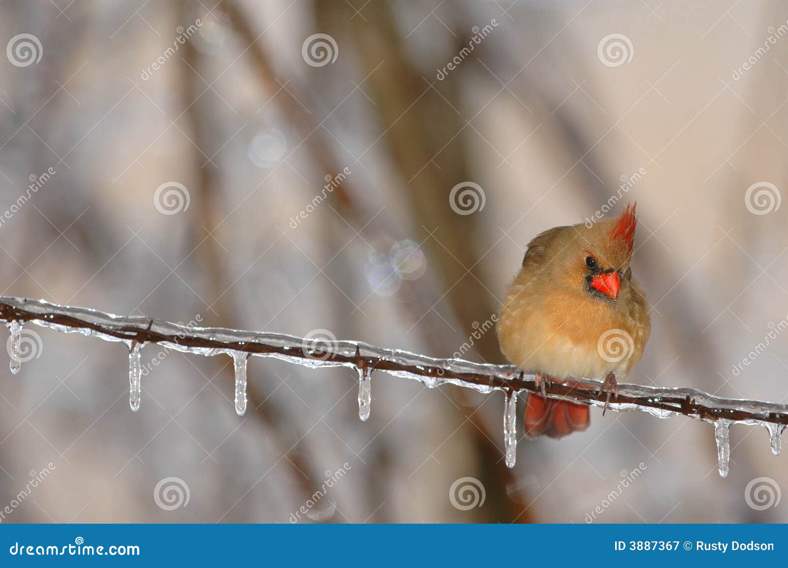 North Carolina State Bird stock image. Image of cardinal - 3887367