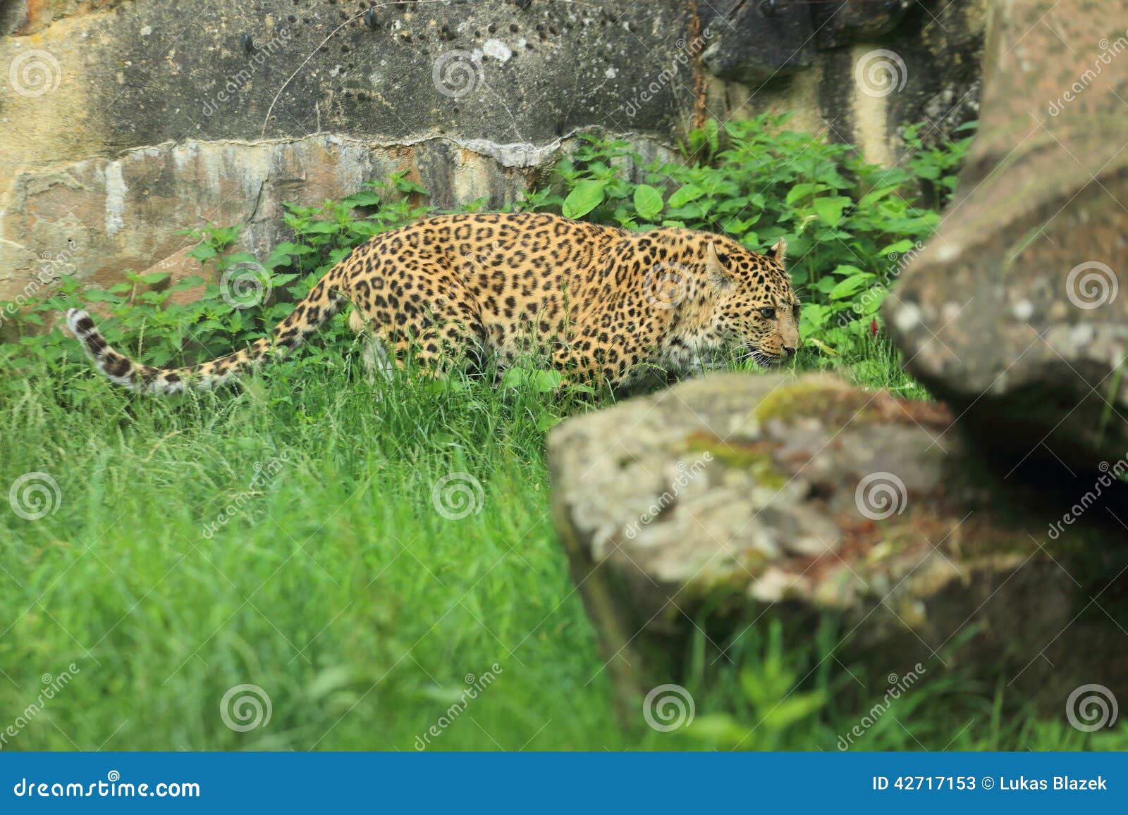 North China leopard stock image. Image of china, grassland - 42717153