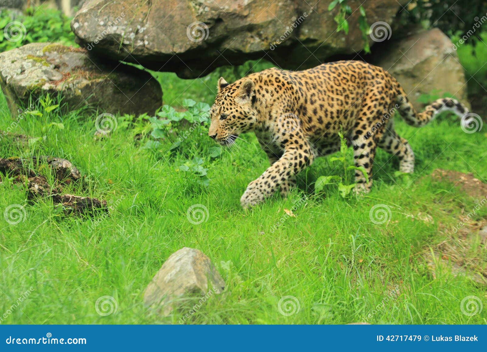 North China leopard stock image. Image of panthera, pardus - 42717479