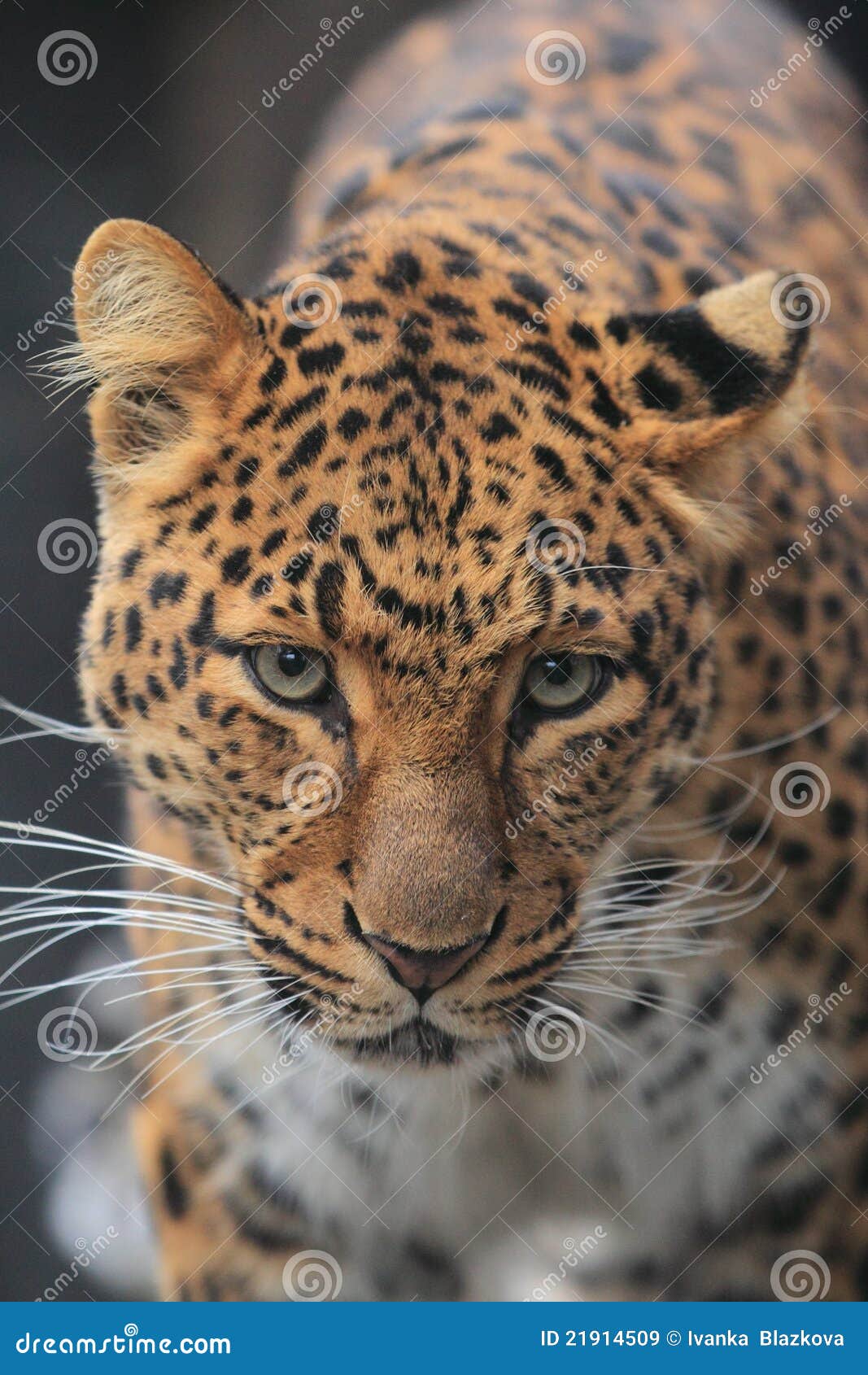 North Chinese leopard stock image. Image of panthera - 21914509