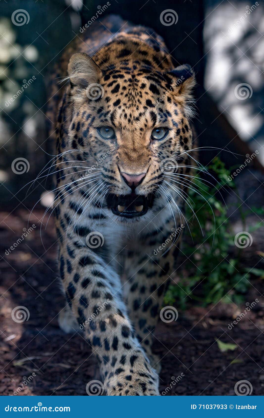 Chinese Leopard Art Royalty-Free Stock Image | CartoonDealer.com #41169388