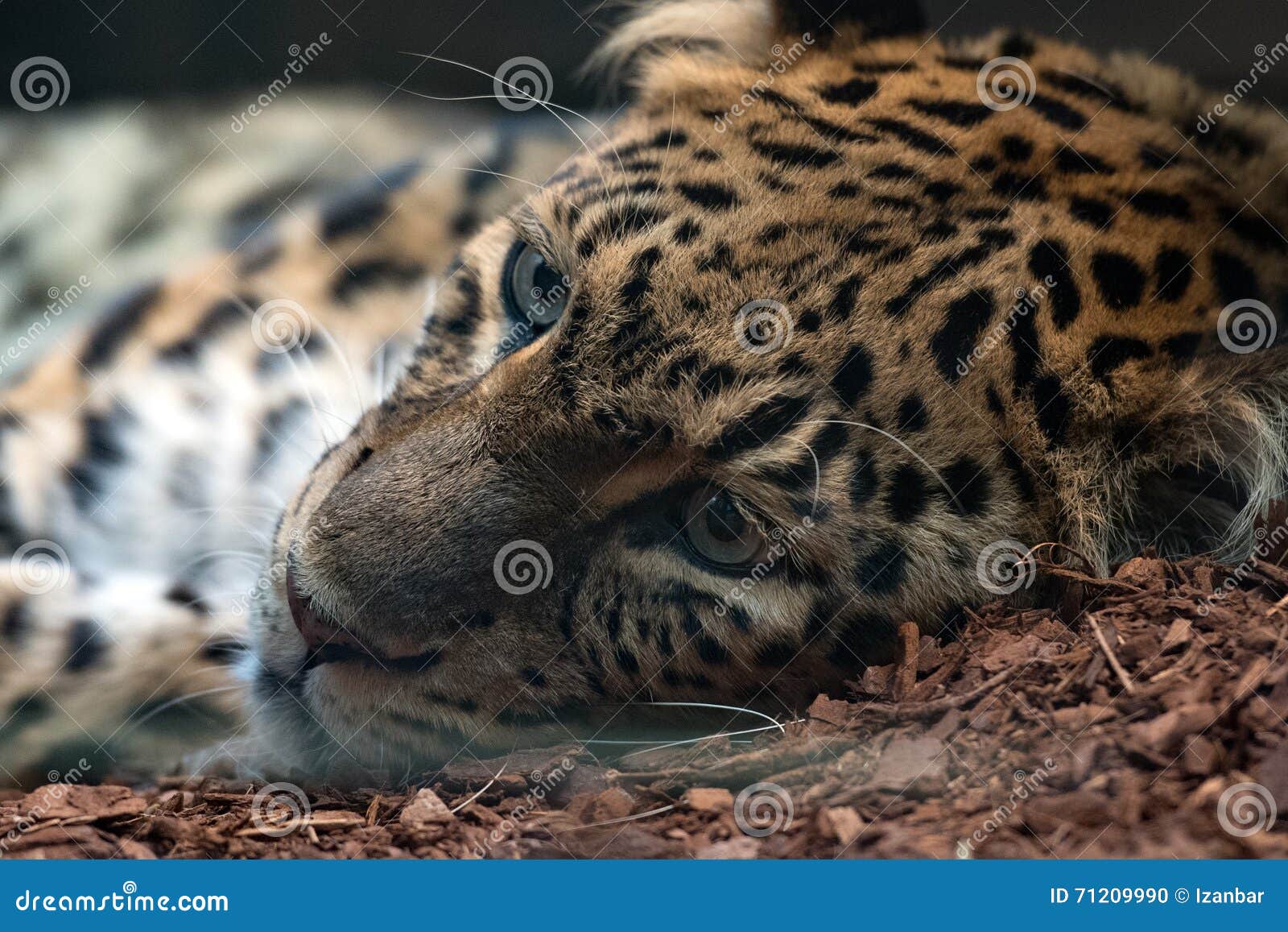 North Chinese Leopard Close Up Stock Photo - Image of felidae, animal ...