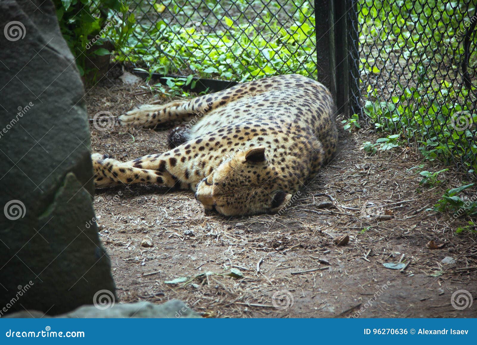 North Chinese Leopard Resting in a ZOO Cage Stock Photo - Image of ...