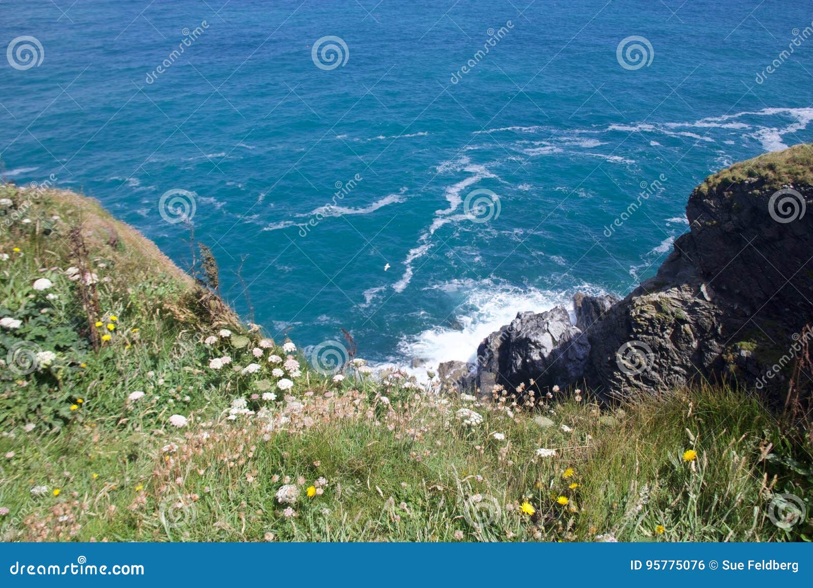 North Cliffs, Cornwall. stock photo. Image of ocean, summertime - 95775076