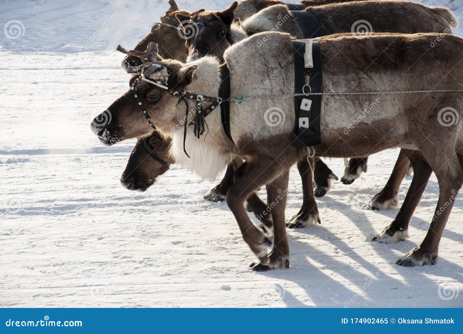 North Deer are Running on the Snowy Field Track Stock Image - Image of ...
