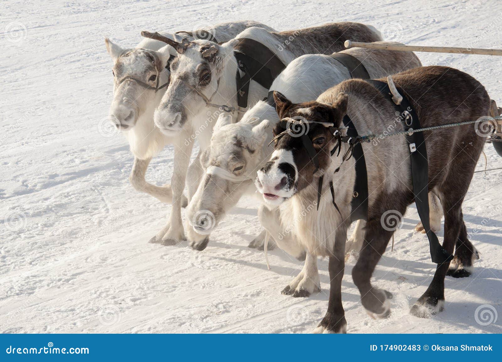 North Deer are Running on the Snowy Field Track Stock Image - Image of ...