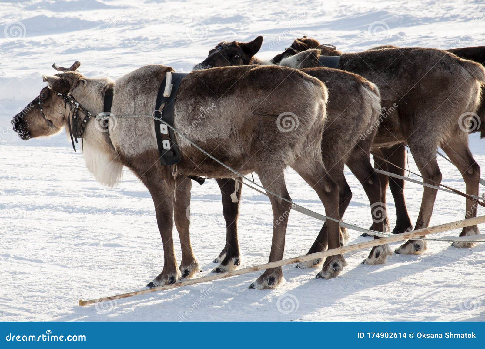 North Deer are Running on the Snowy Field Track Stock Photo - Image of ...
