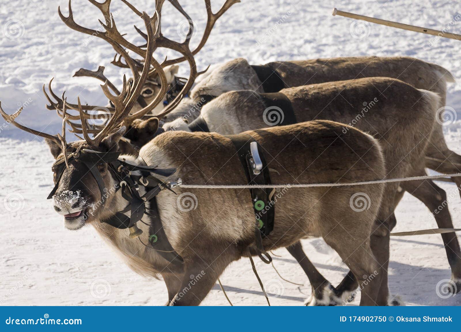 North Deer are Running on the Snowy Field Track Stock Photo - Image of ...