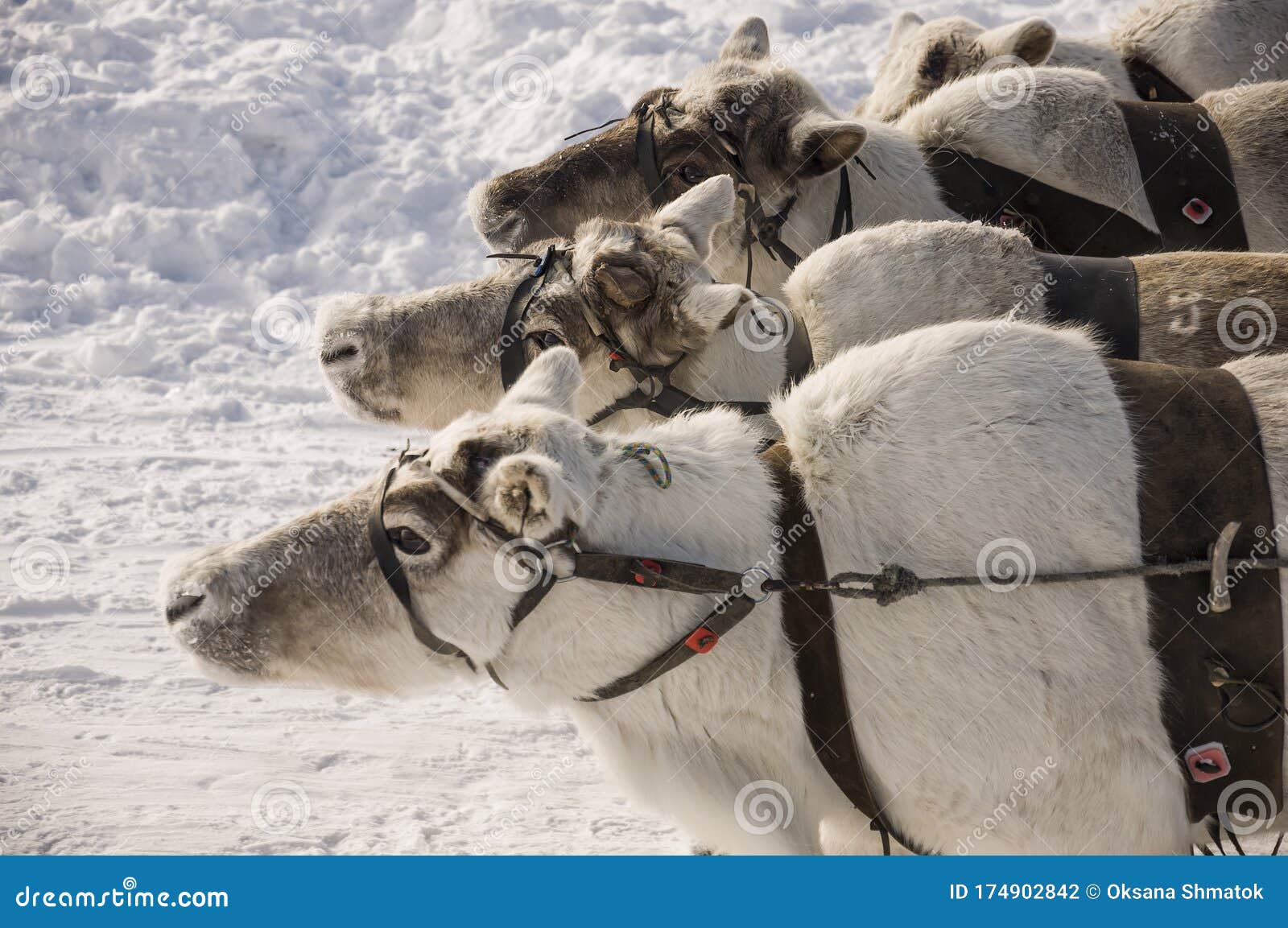 North Deer are Running on the Snowy Field Track Stock Photo - Image of ...