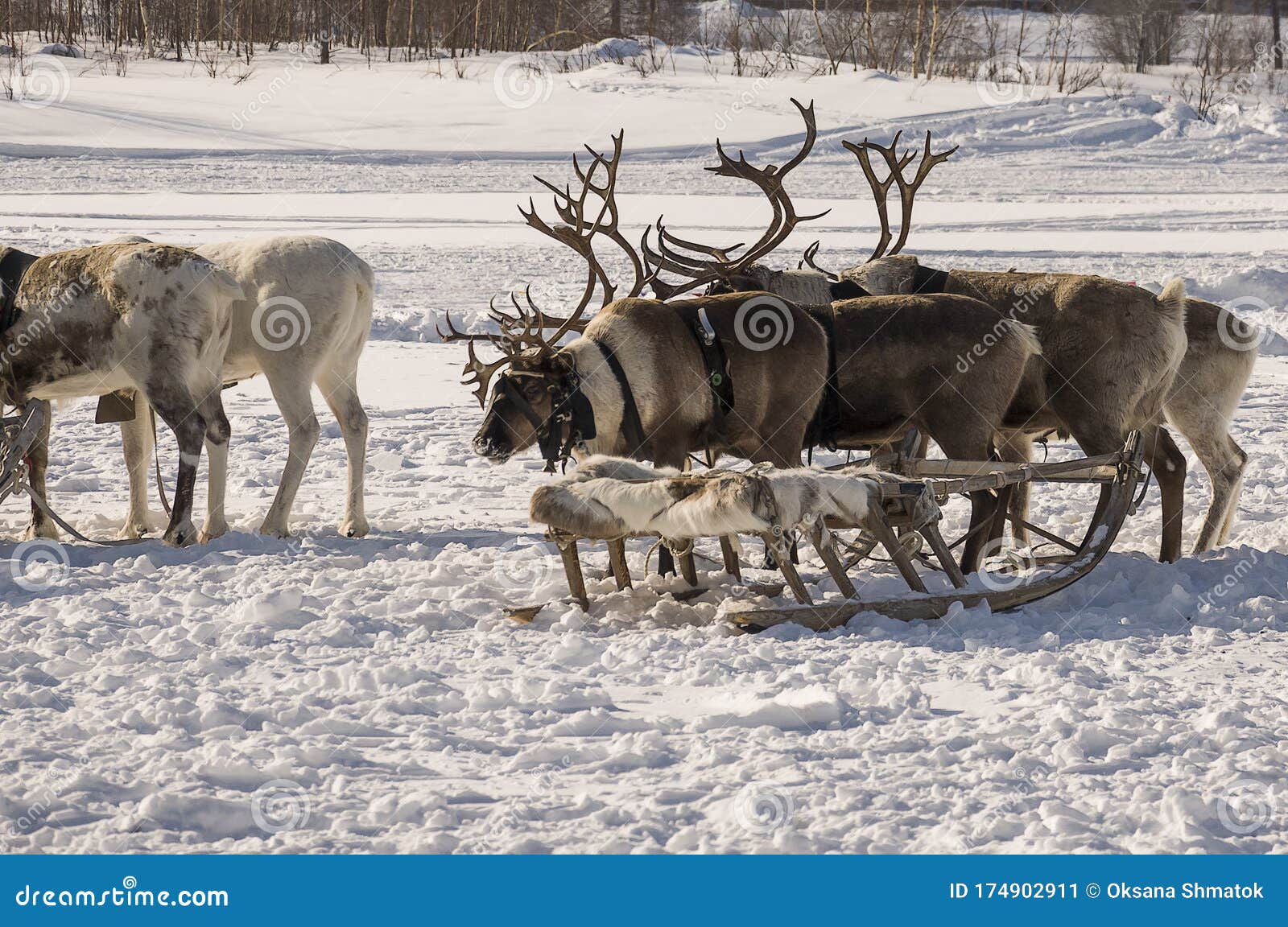 North Deer are Running on the Snowy Field Track Stock Image - Image of ...