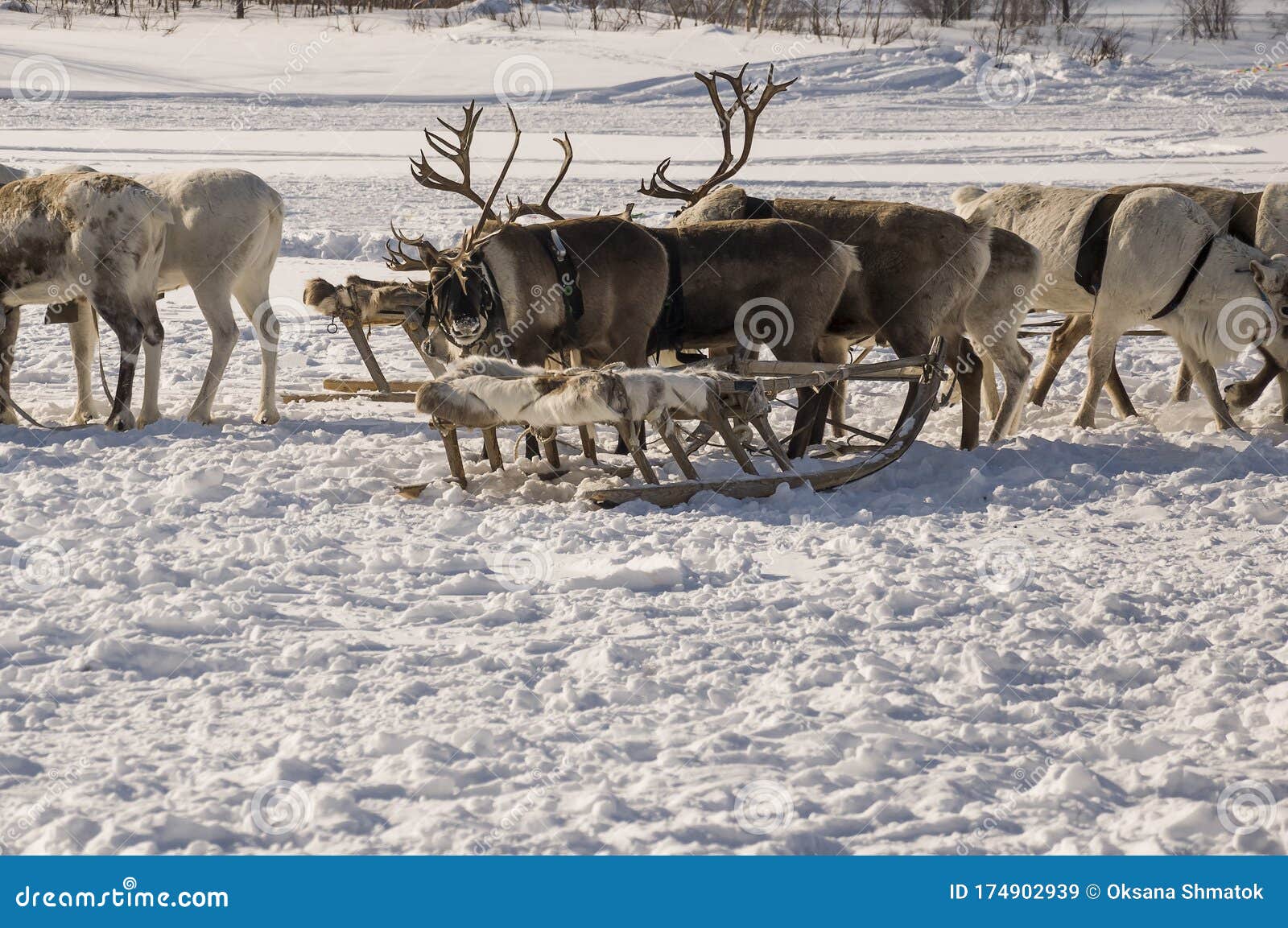 North Deer are Running on the Snowy Field Track Stock Image - Image of ...