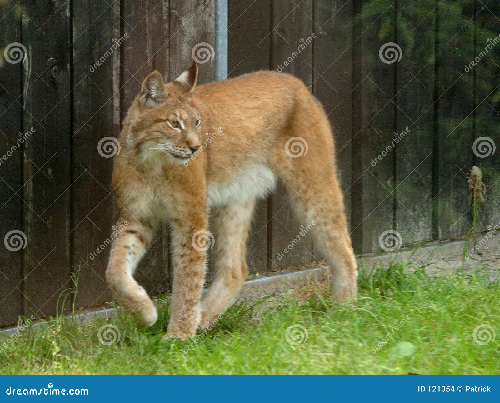 A north european lynx. stock photo. Image of lynx, olmen - 121054