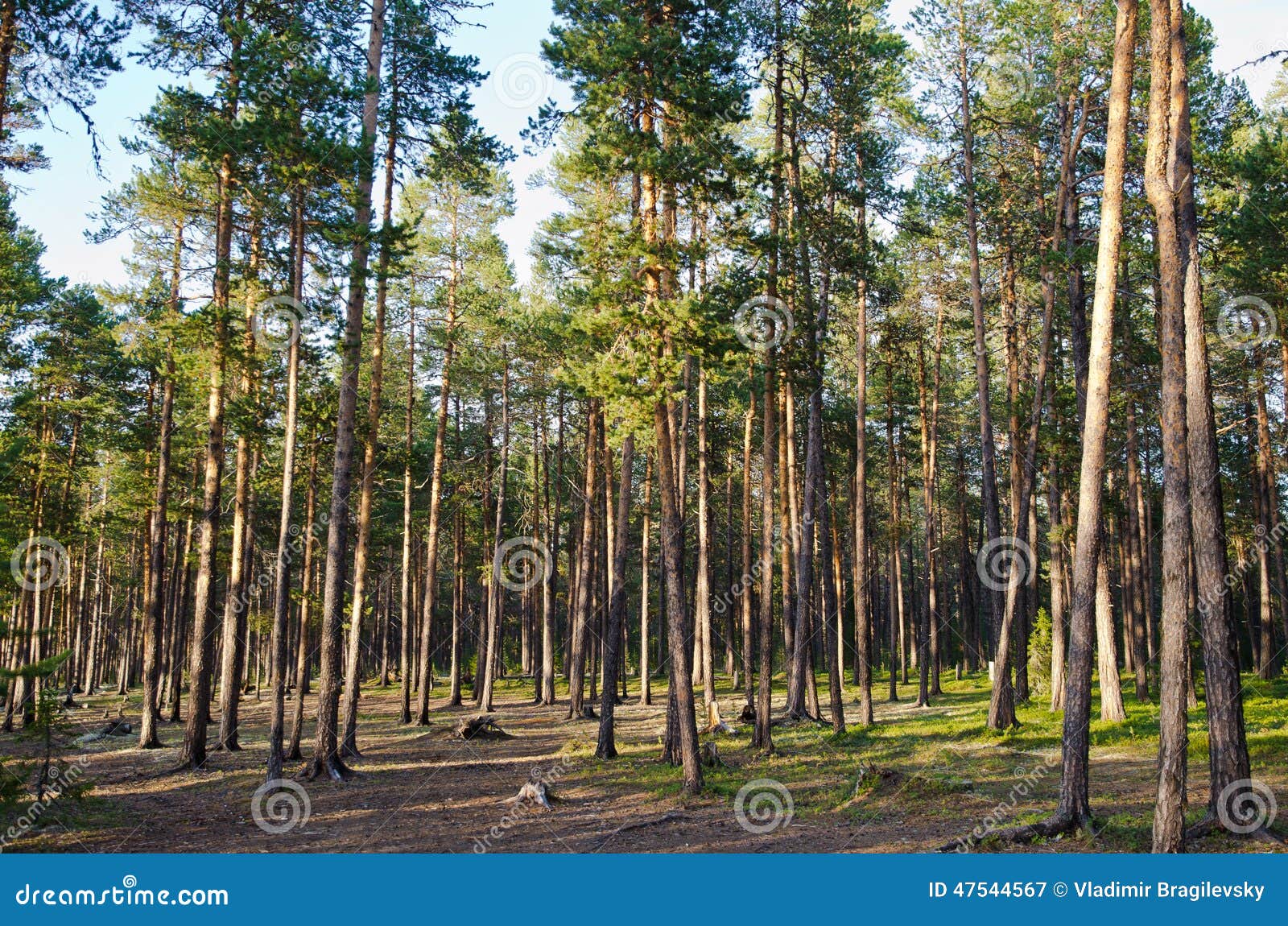 North Forest stock image. Image of north, island, russia - 47544567