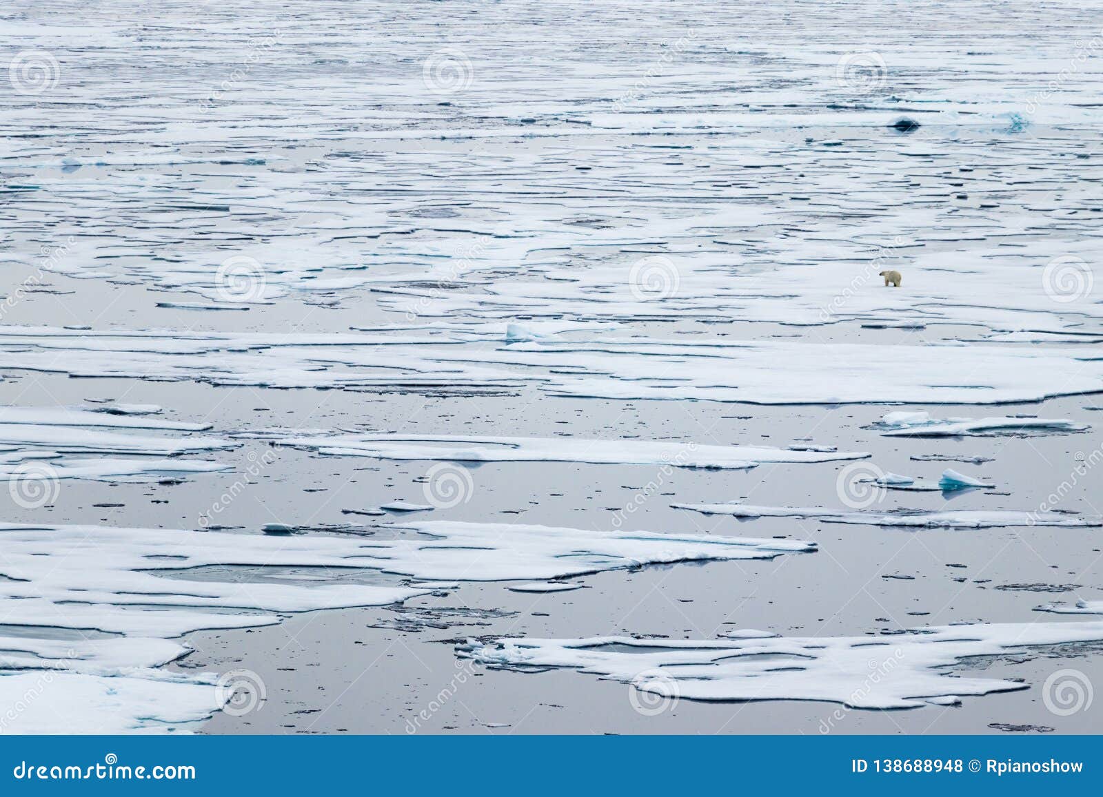 North Ice Edge at 82 41.01 Degrees North with a Polar Bear Walking in ...