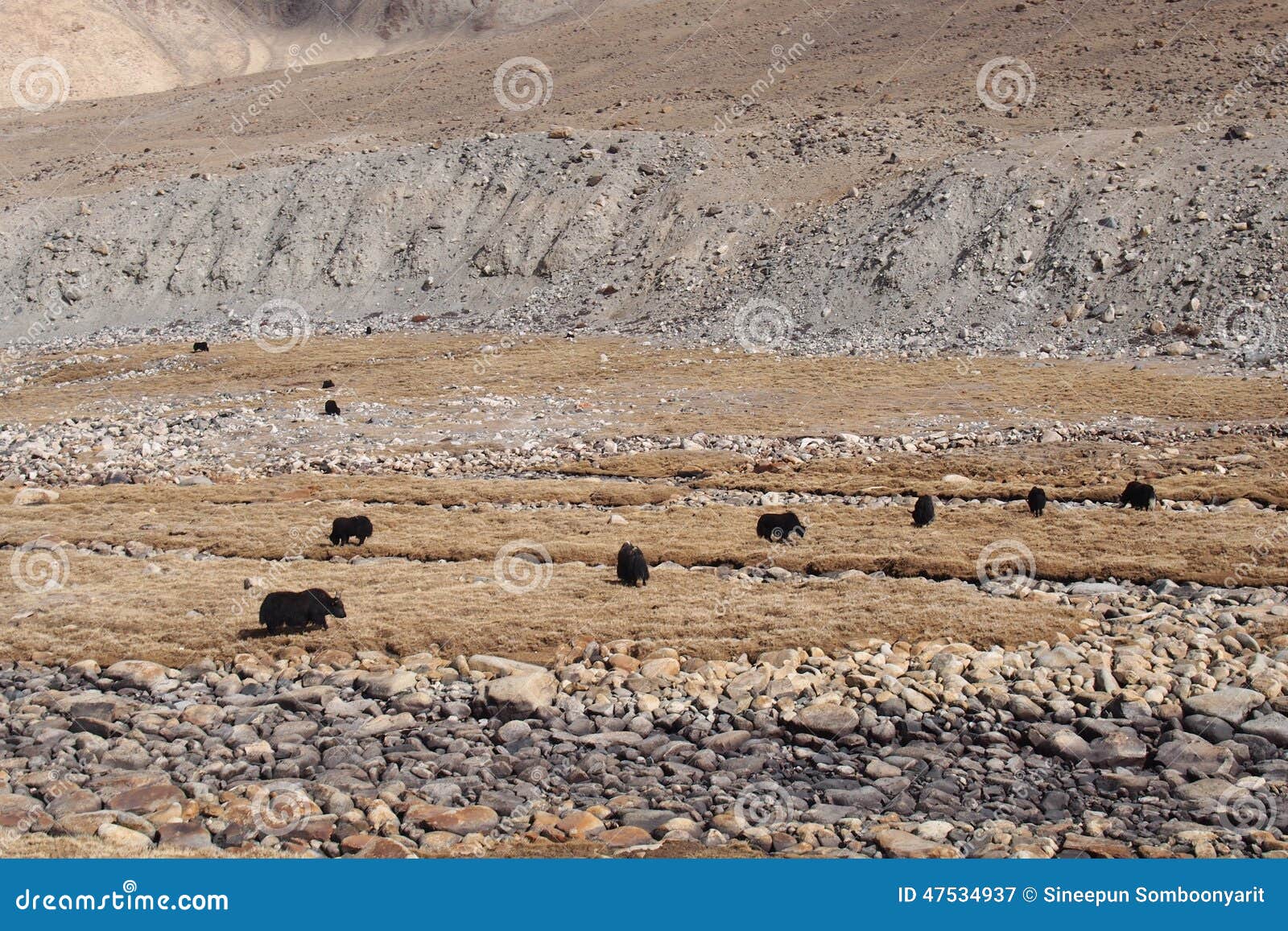 North India landscape stock image. Image of prairie, field - 47534937