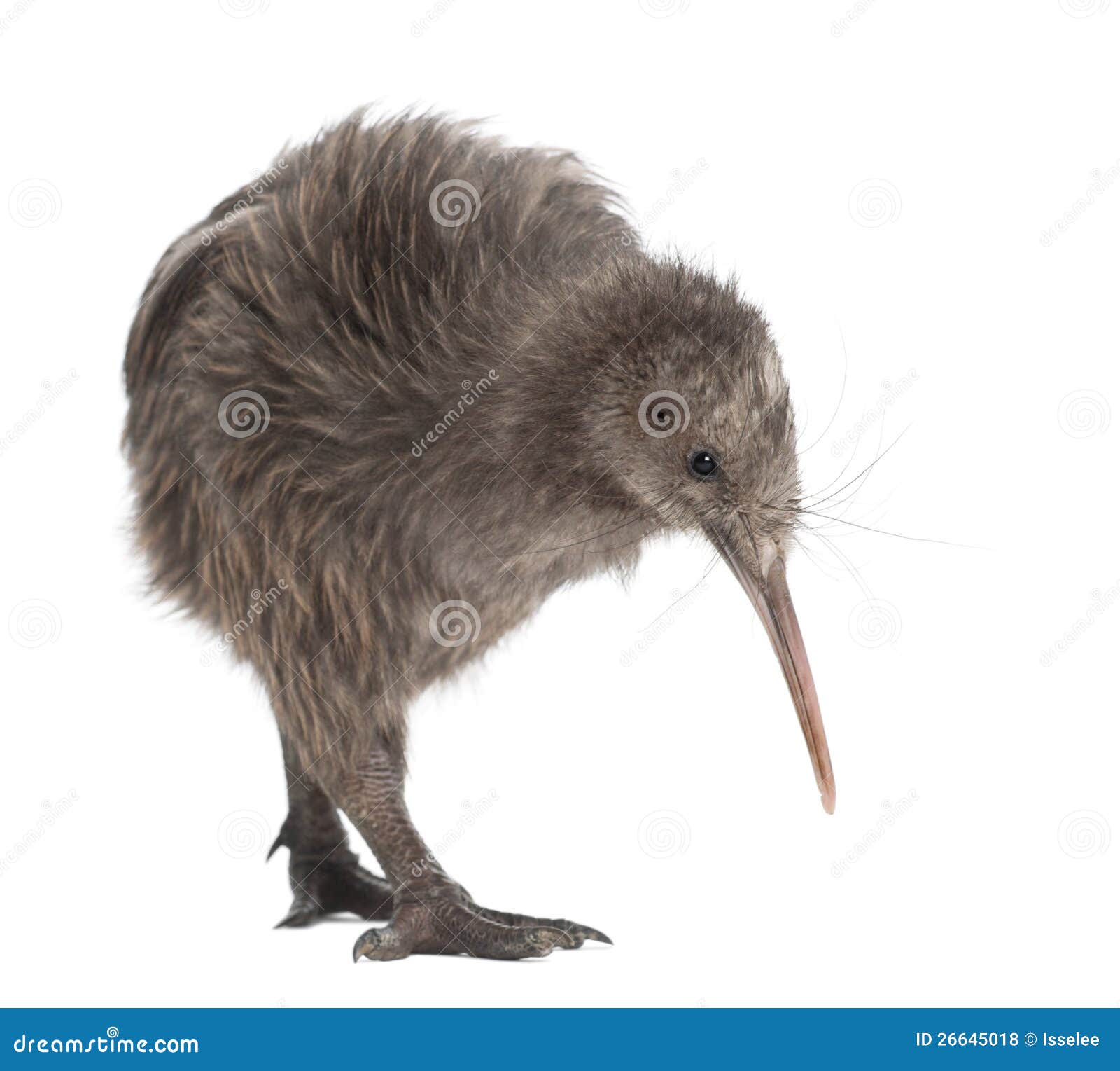 North Island Brown Kiwi, Apteryx Mantelli Stock Photo - Image of grey ...