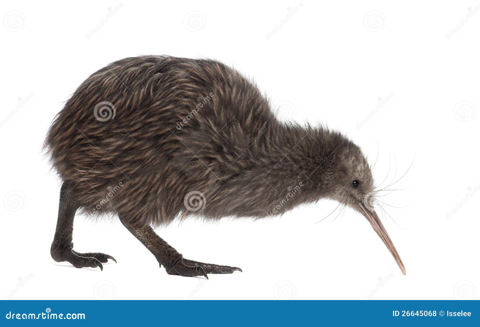 Kiwi Bird Cut Open