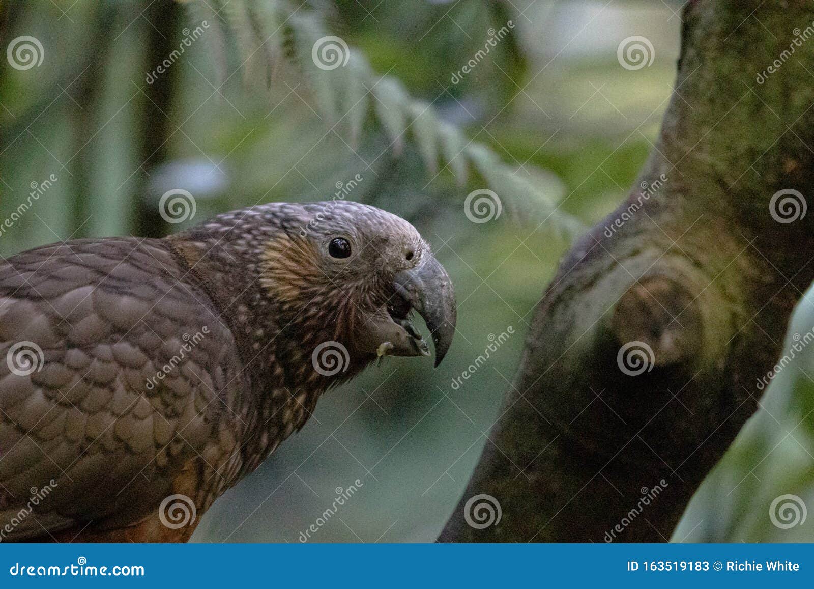 North Island Kaka Chilling Out about To Chew a Tree Stock Image - Image ...
