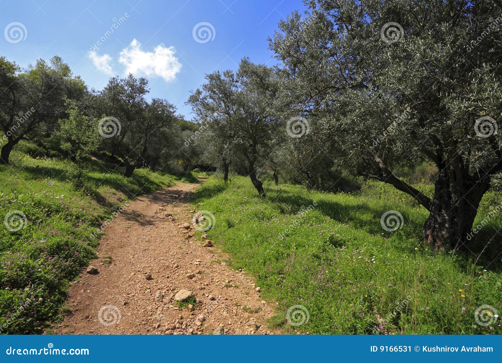 The North of Israel, Mountain Meron Stock Image - Image of season ...