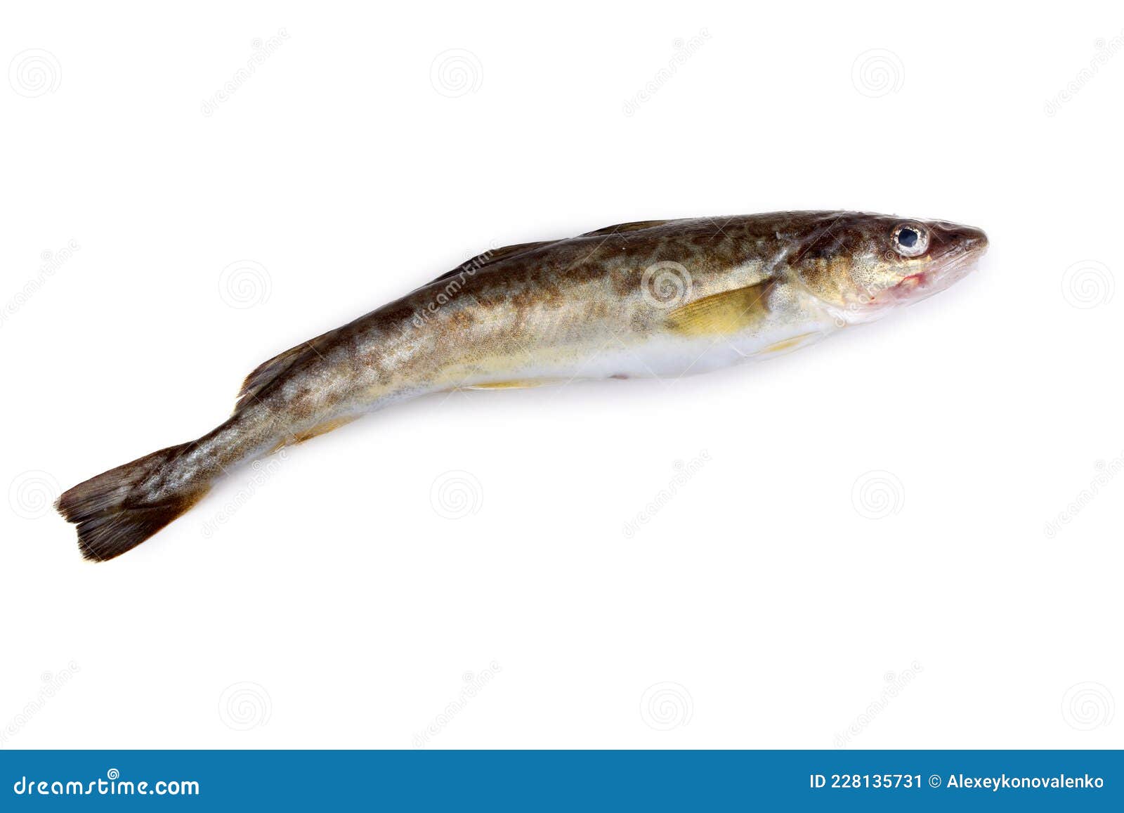 Saffron Cod Cod Isolated on White Stock Image - Image of isolated ...