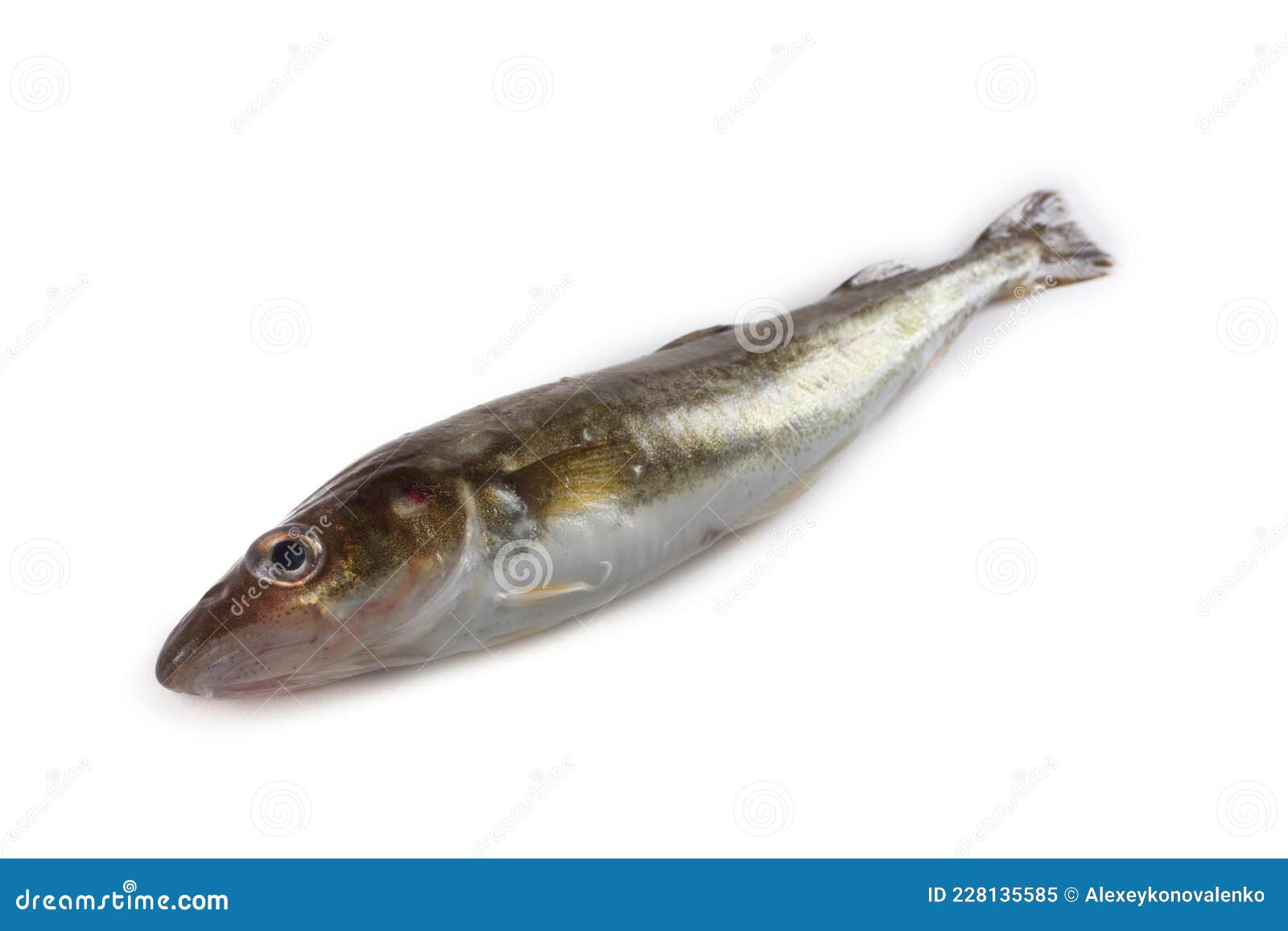 Saffron Cod Isolated on White Stock Image - Image of eleginus, fish ...