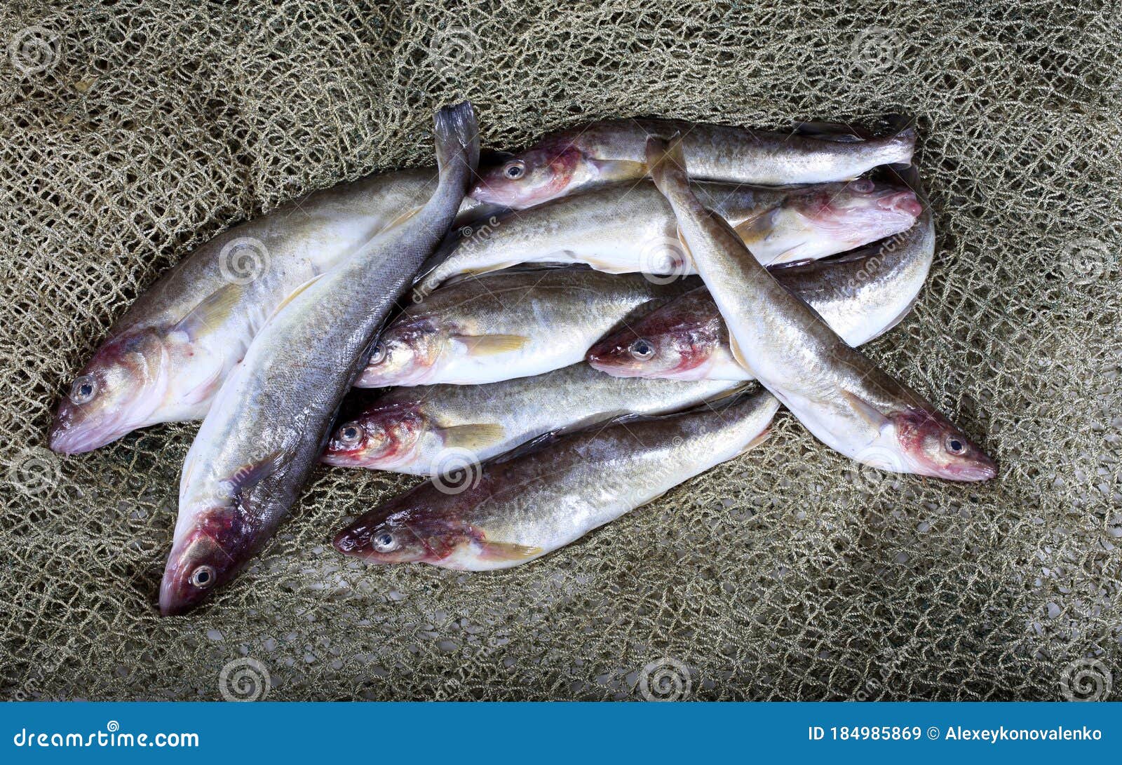 Saffron cod on net stock image. Image of equipment, gray - 184985869