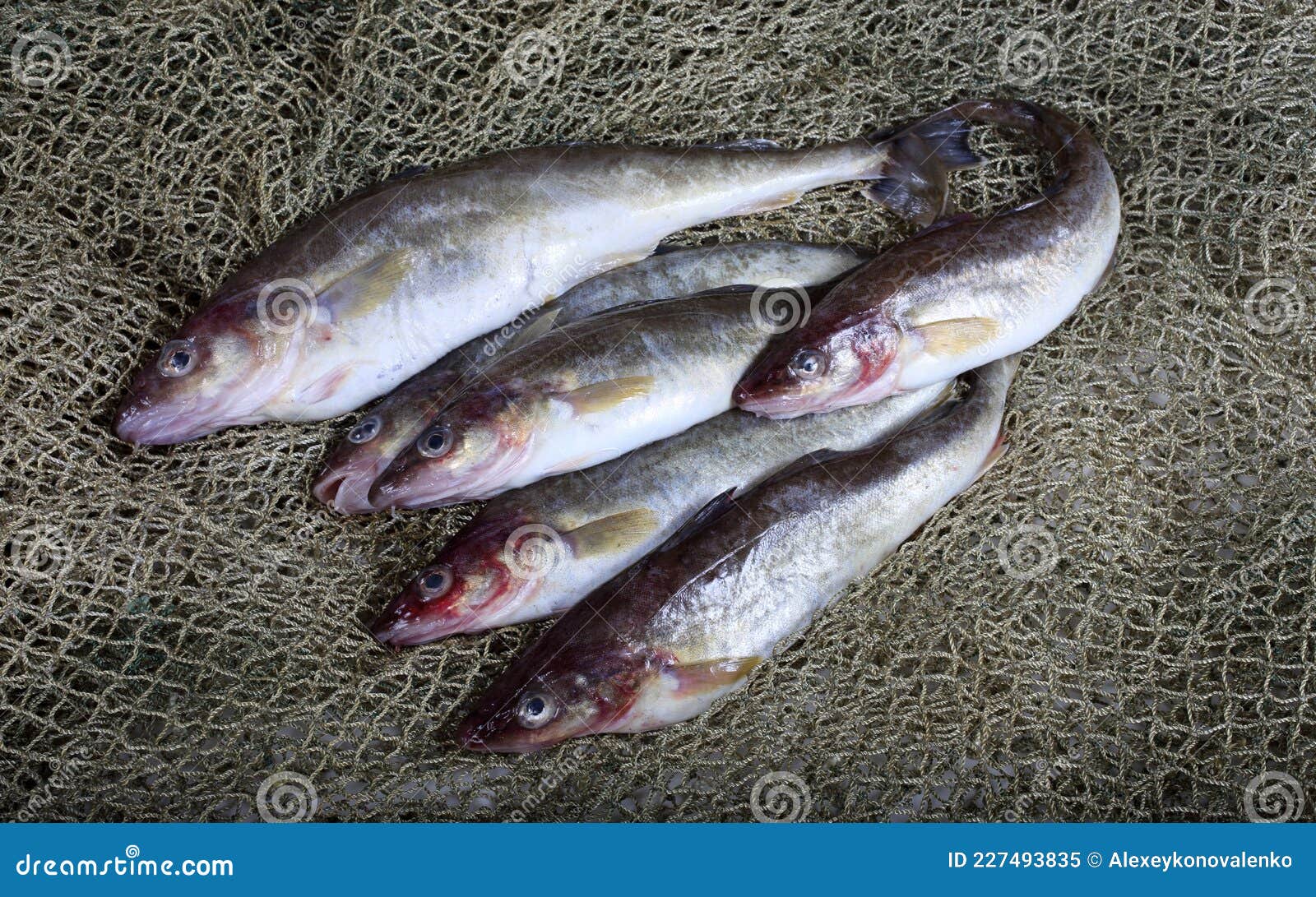 Saffron cod on net stock image. Image of russia, industry - 227493835