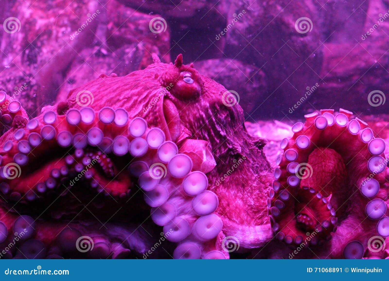North Pacific Giant Octopus