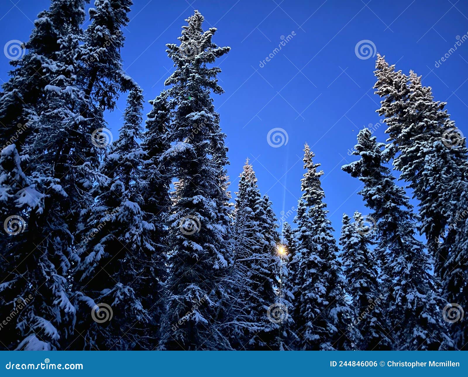 Moon Peering through the Trees Stock Photo - Image of pole, north ...