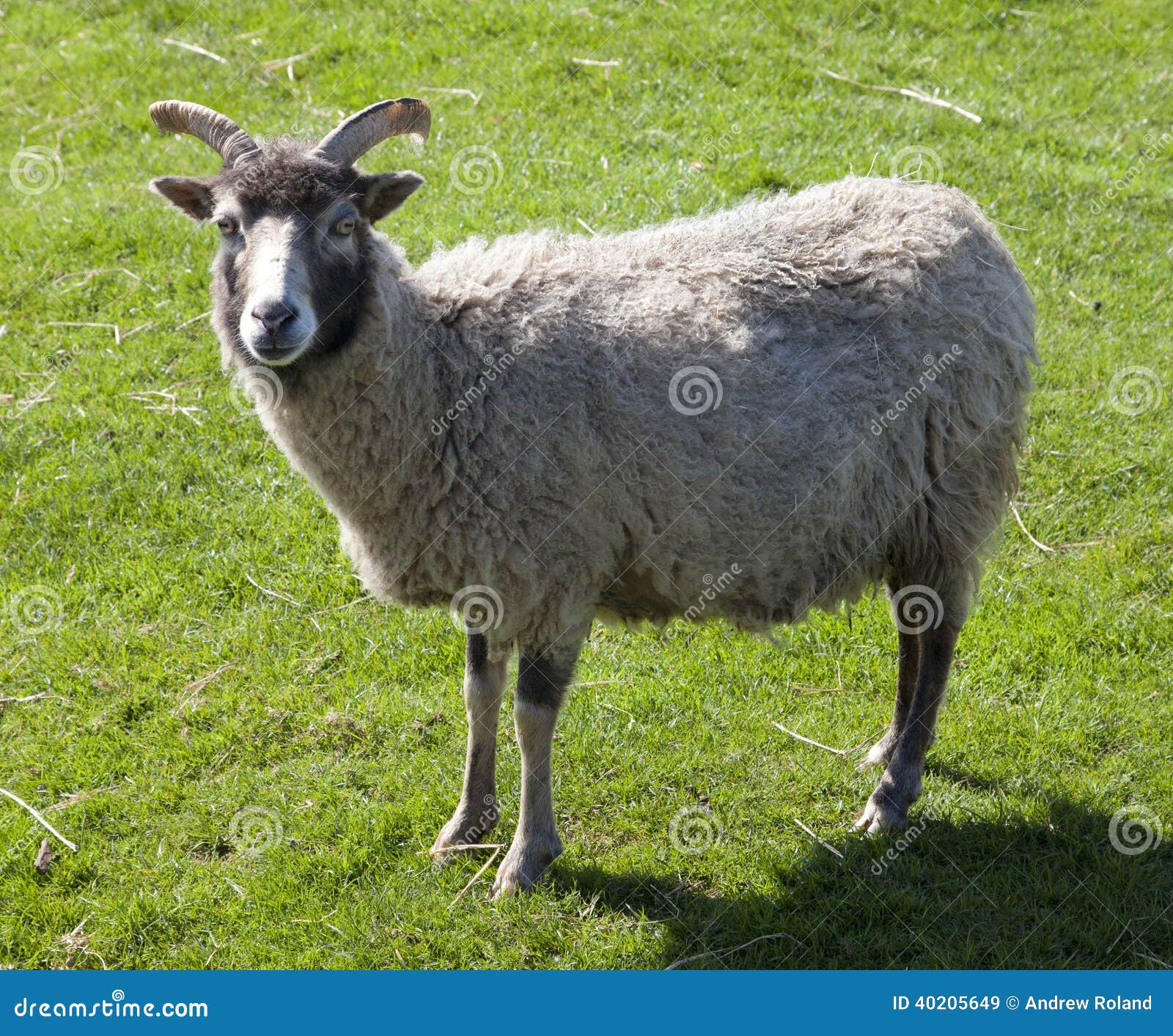 North Ronaldsay Sheep stock image. Image of animal, breed - 40205649