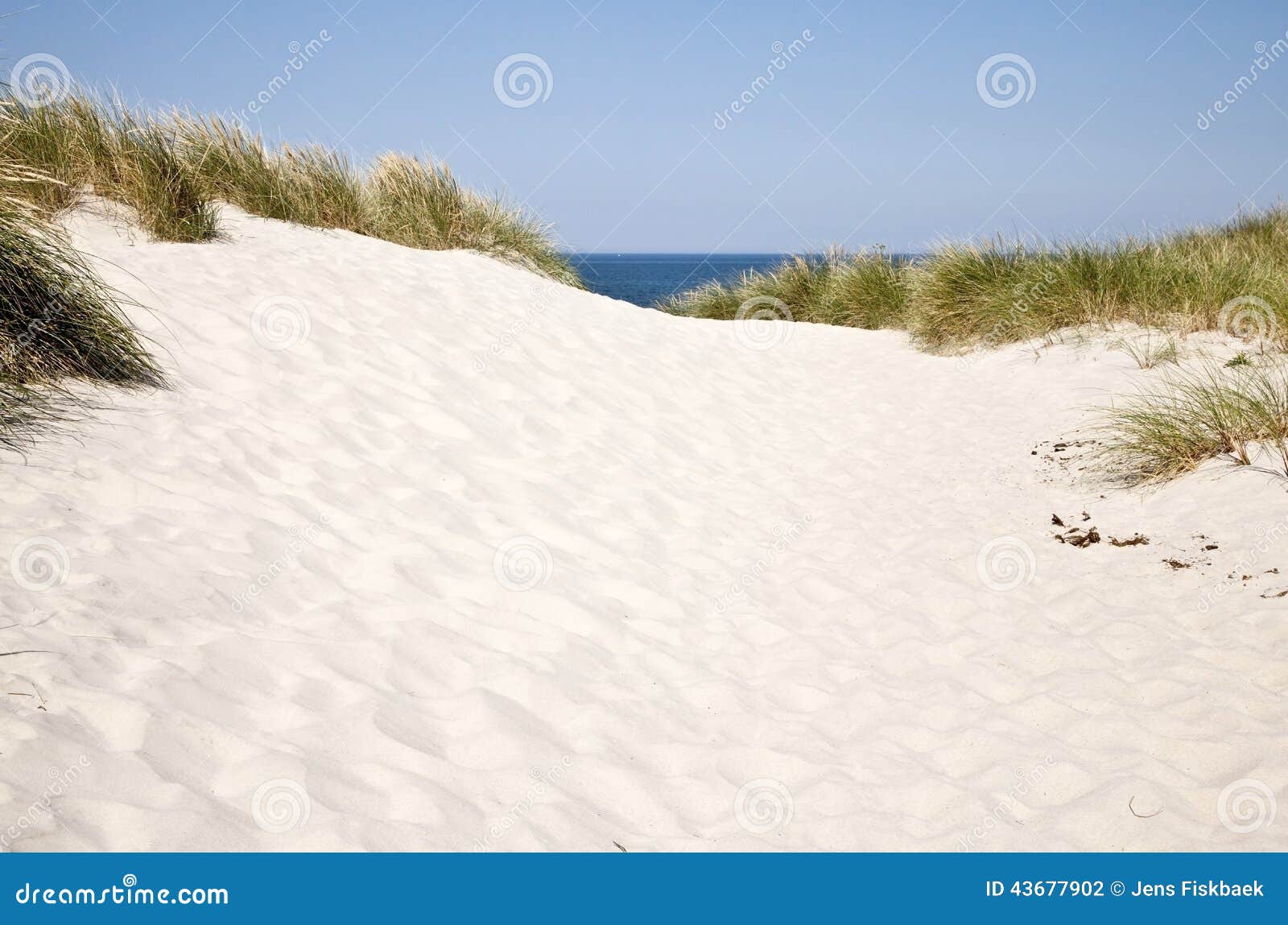 North Sea Dunes in Denmark stock photo. Image of vacation - 43677902