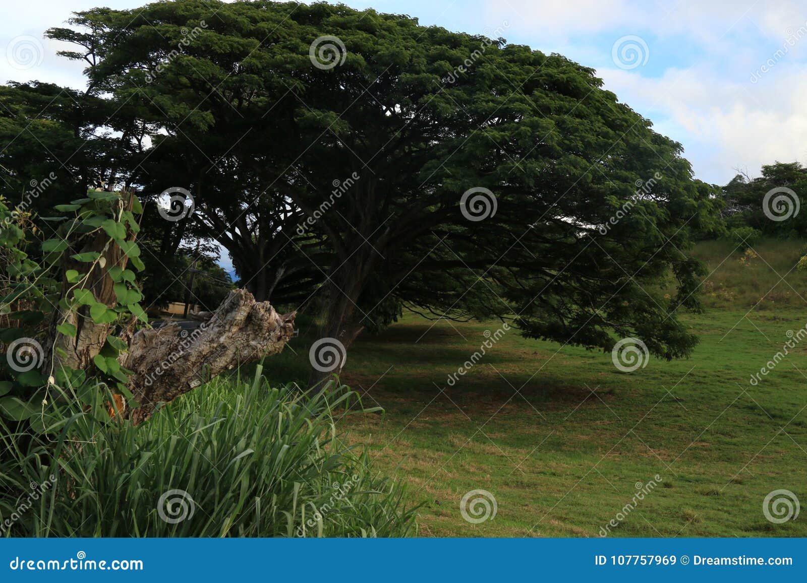 North Shore Oahu Green Tree Stock Image - Image of honolulu, december ...