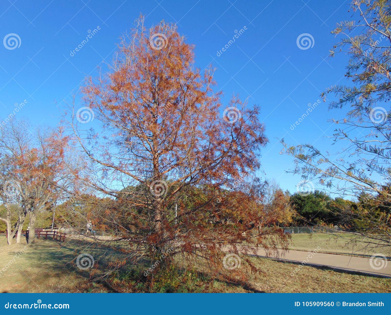 North Texas Cypress Tree in Fall Stock Photo - Image of background ...