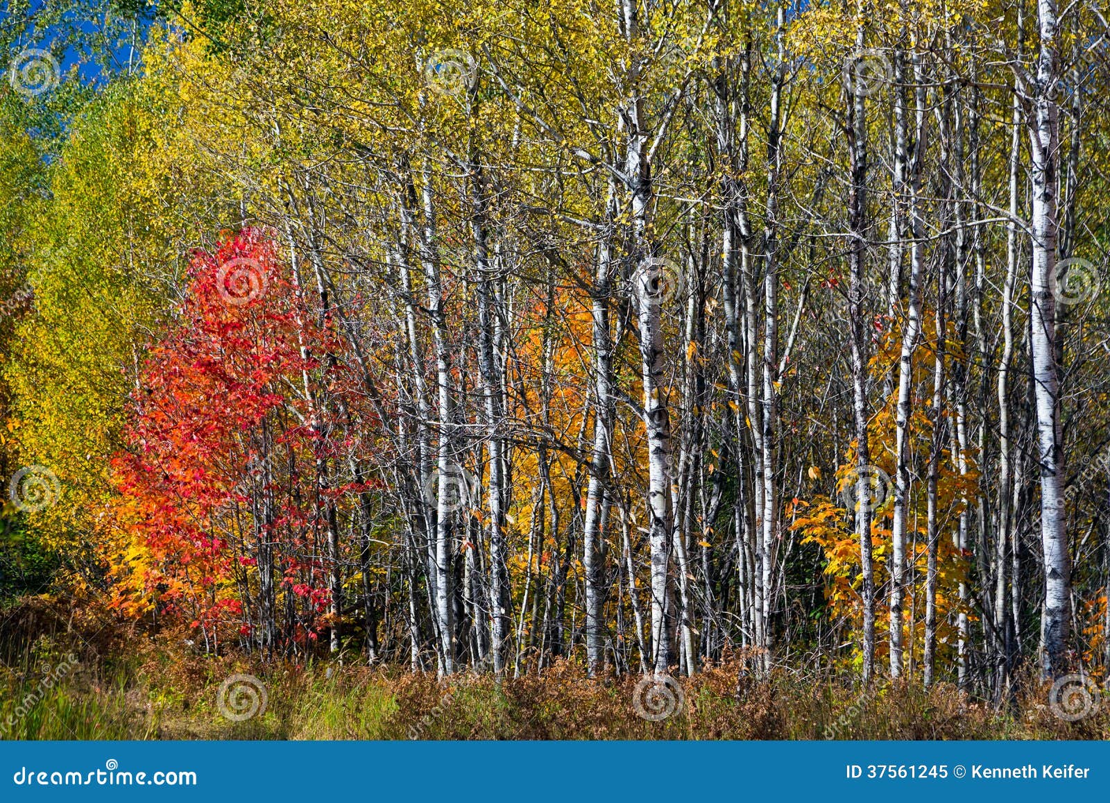 North Woods Autumn stock image. Image of autumnal, forested - 37561245