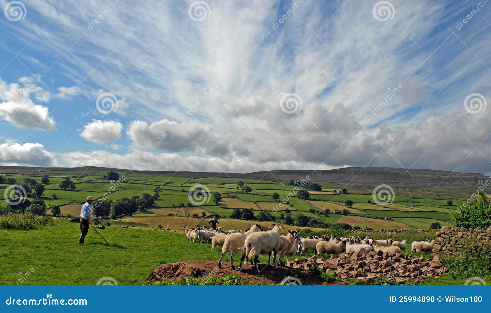 North Yorkshire Shepherd and Sheep Flock Stock Photo - Image of england ...